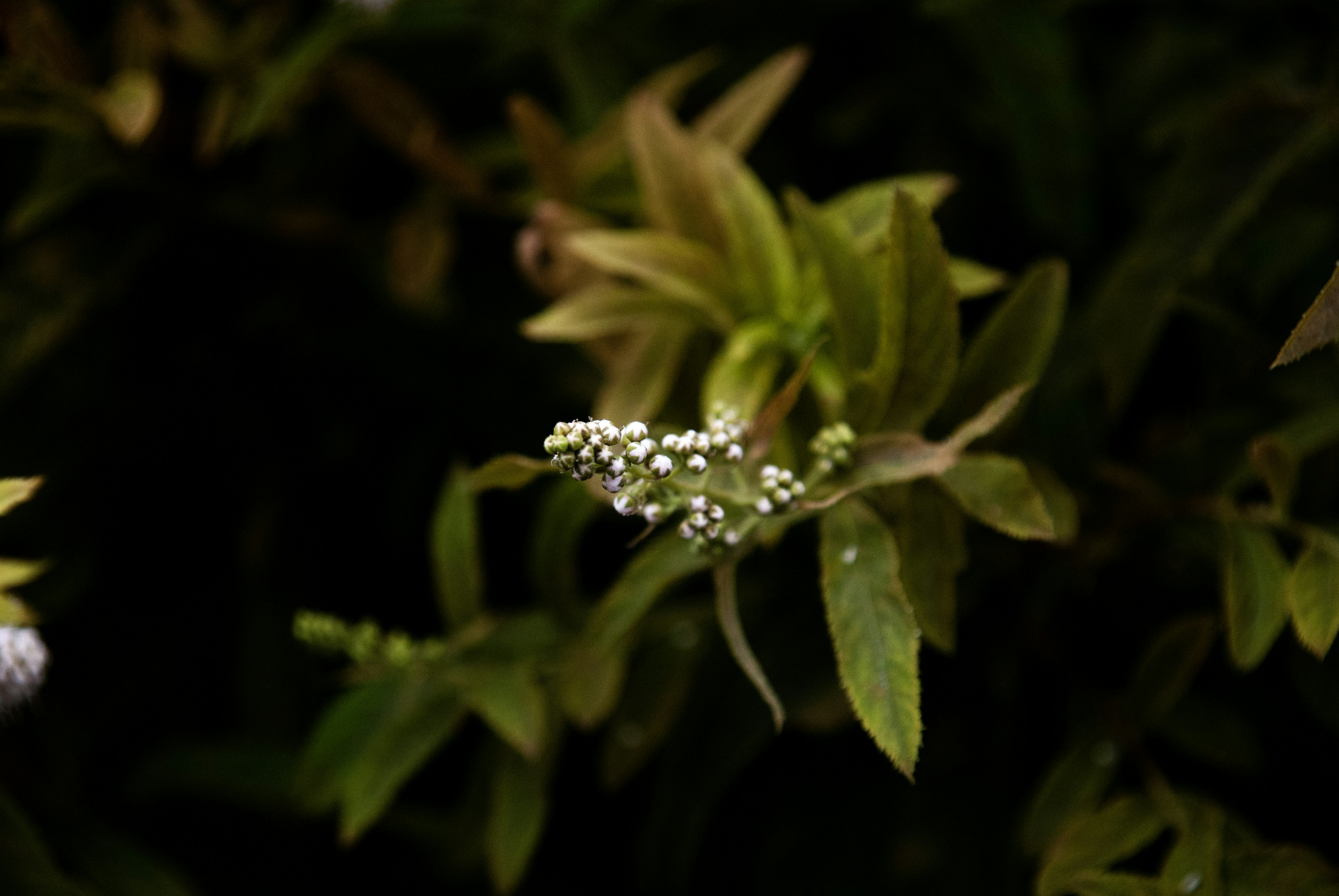 Whispers of Nature: A Floral Encounter