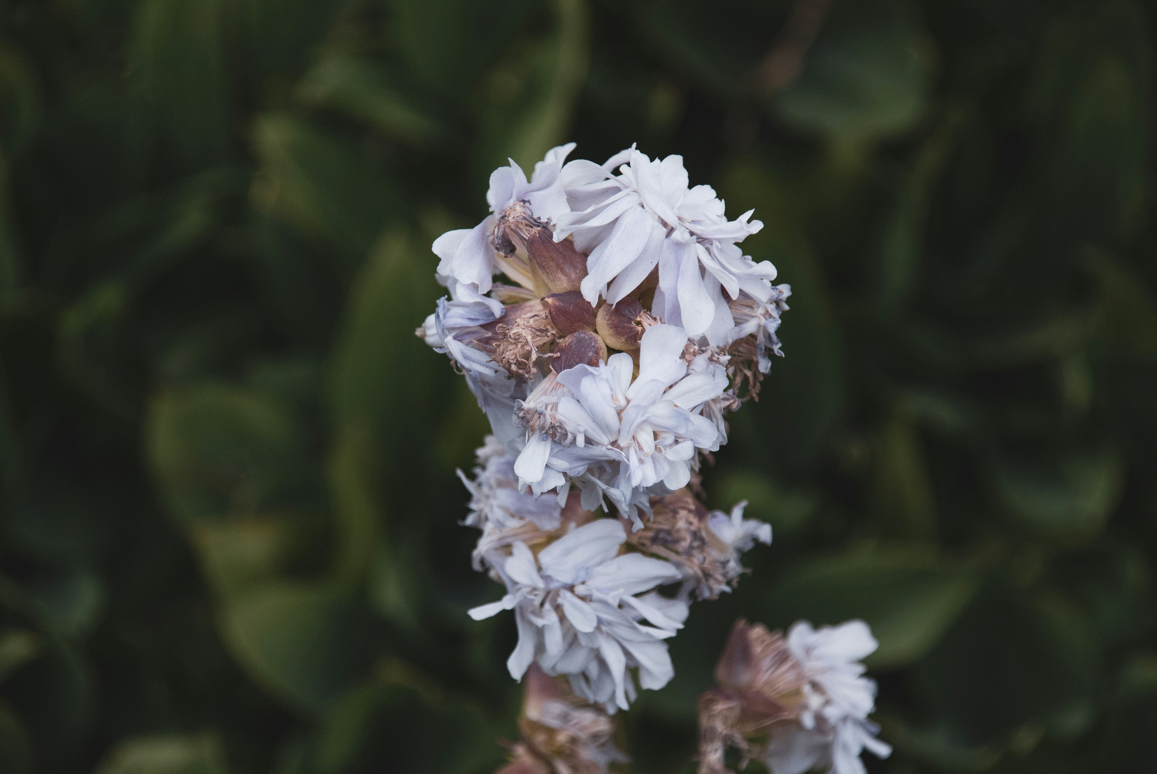 SONY DSC | White flowers bloom against a green backdrop.