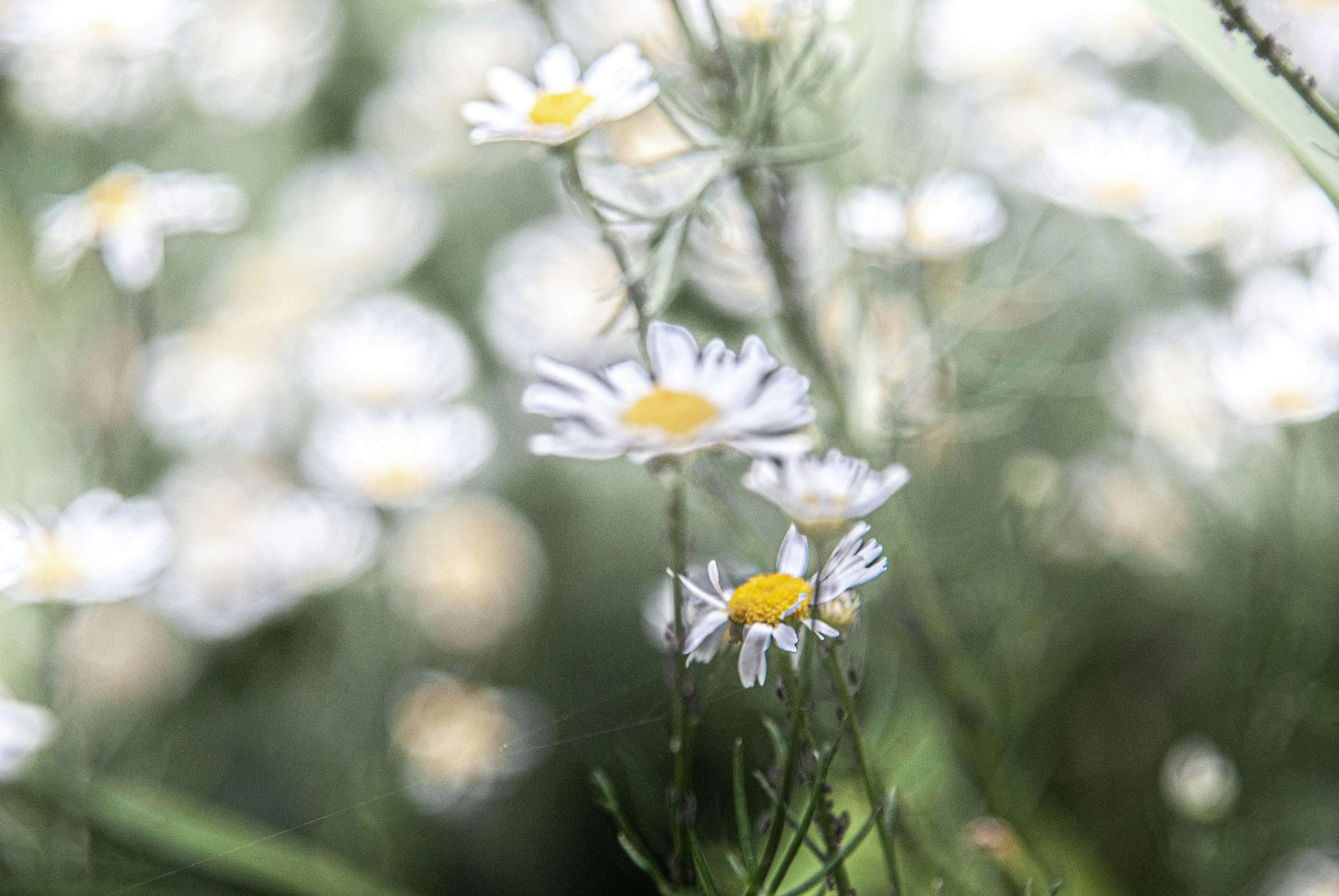 SONY DSC | Bright daisies bloom in a soft-focus garden.
