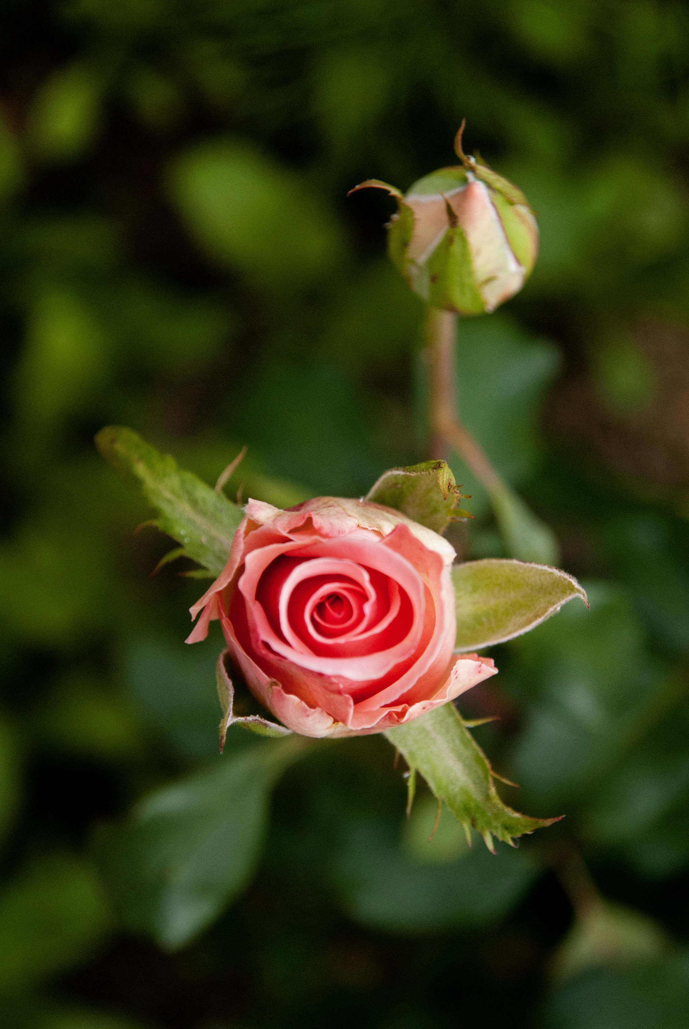 SONY DSC | A beautiful pink rose bloom.