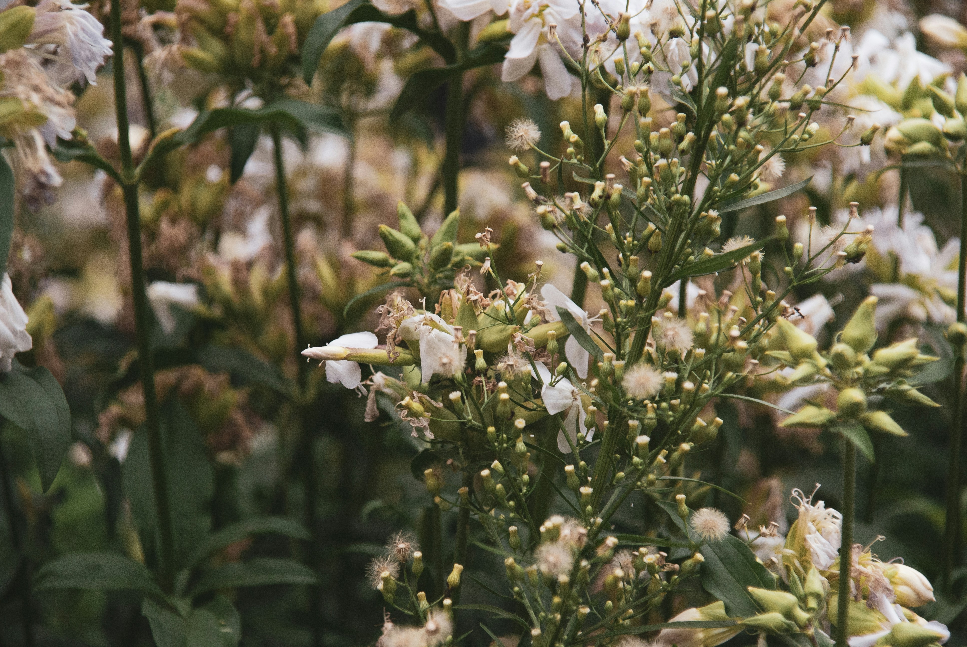 SONY DSC | White flowers and greenery in close-up.