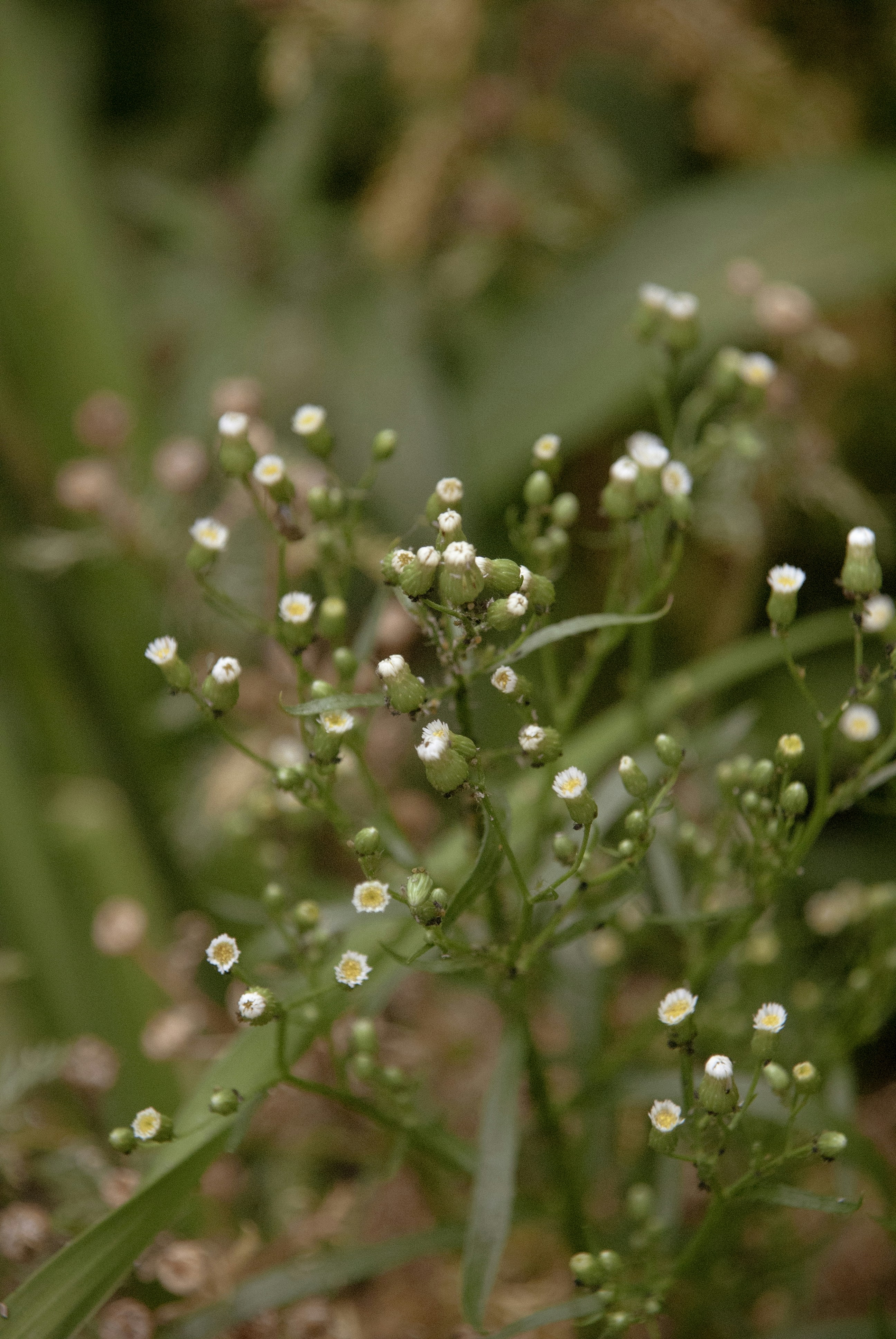 SONY DSC | Tiny white flowers bloom on a green plant.
