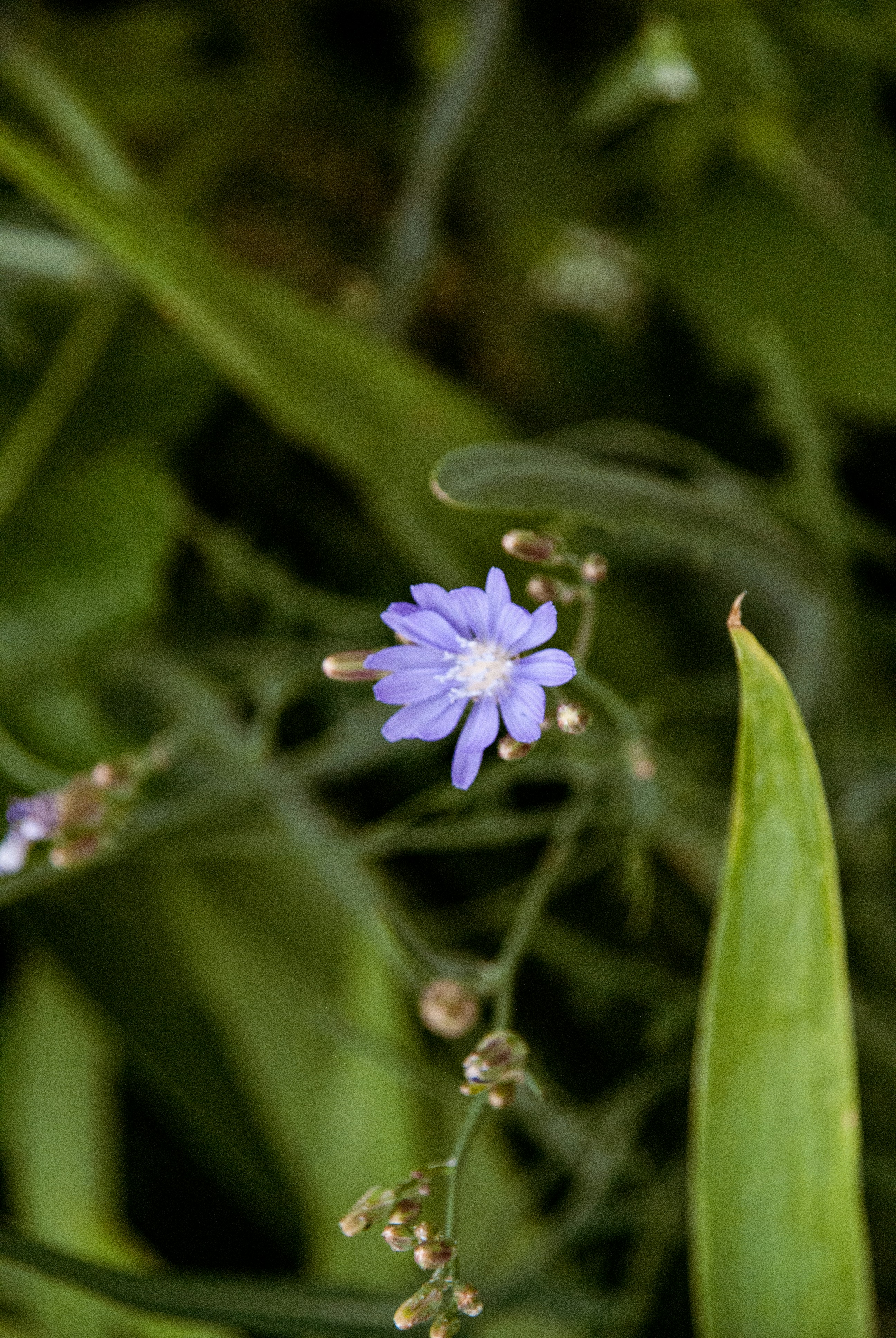 SONY DSC | A delicate purple flower in a green field.