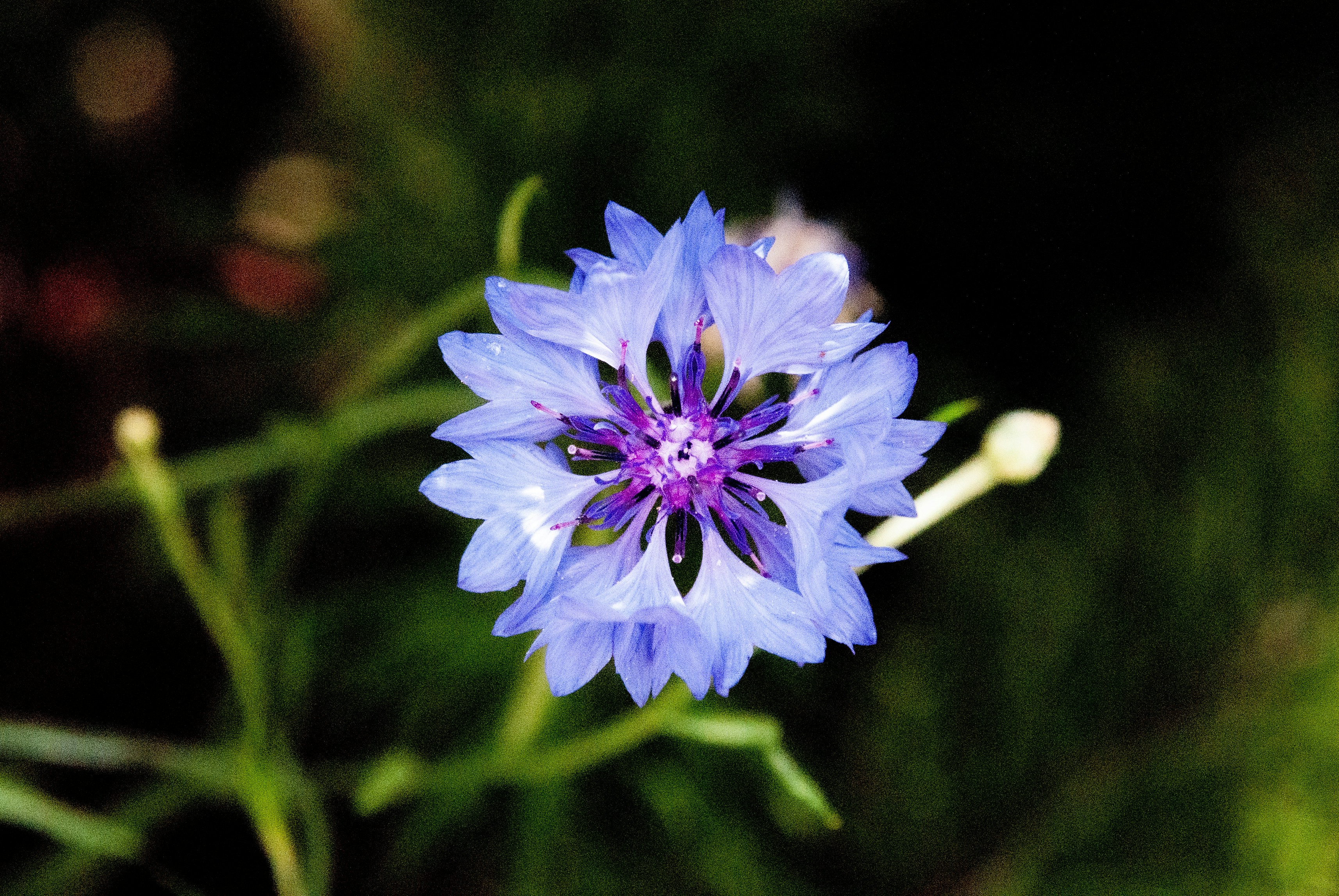 SONY DSC | A beautiful, bright blue flower blooming in nature.