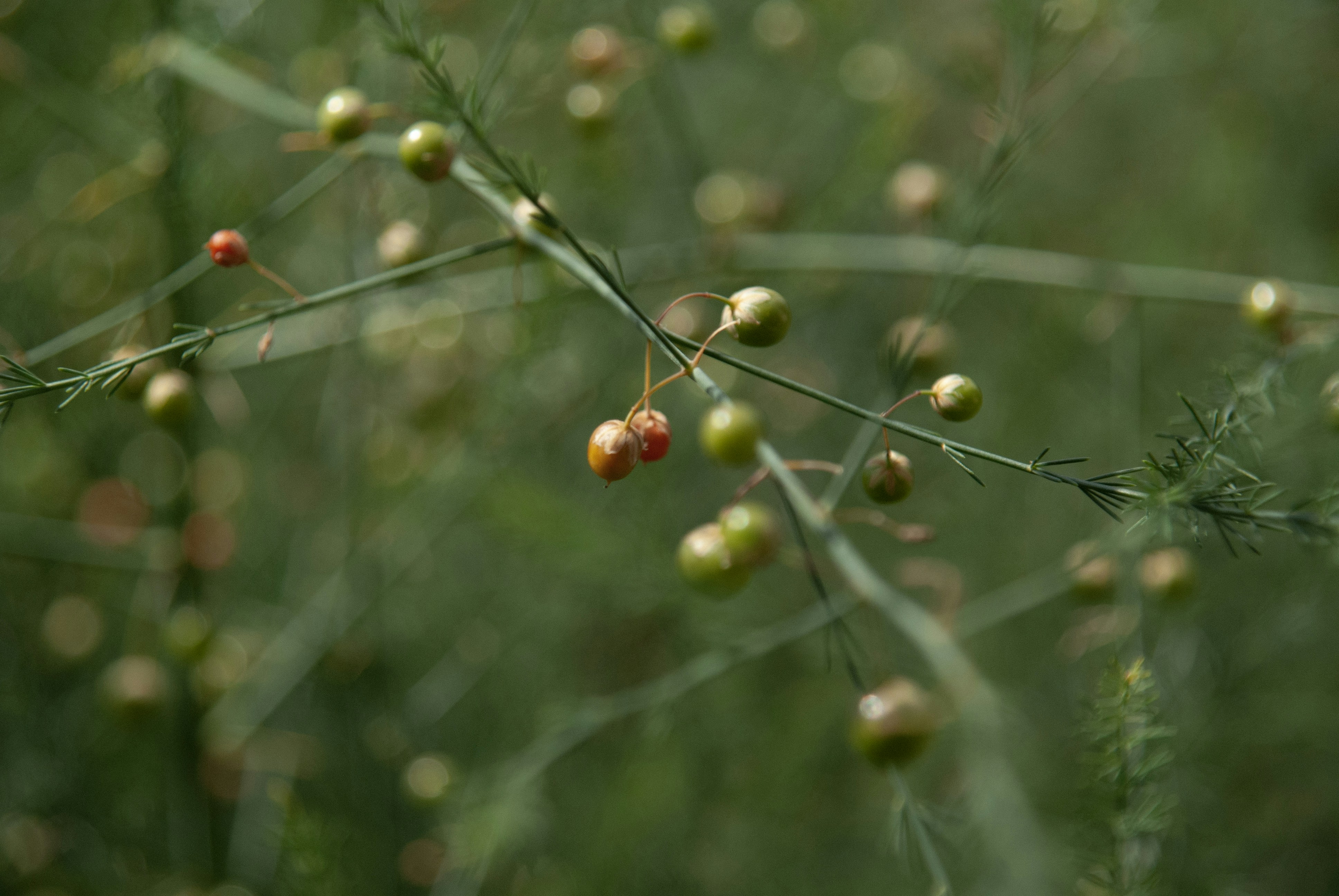SONY DSC | Green berries grow on a leafy plant.
