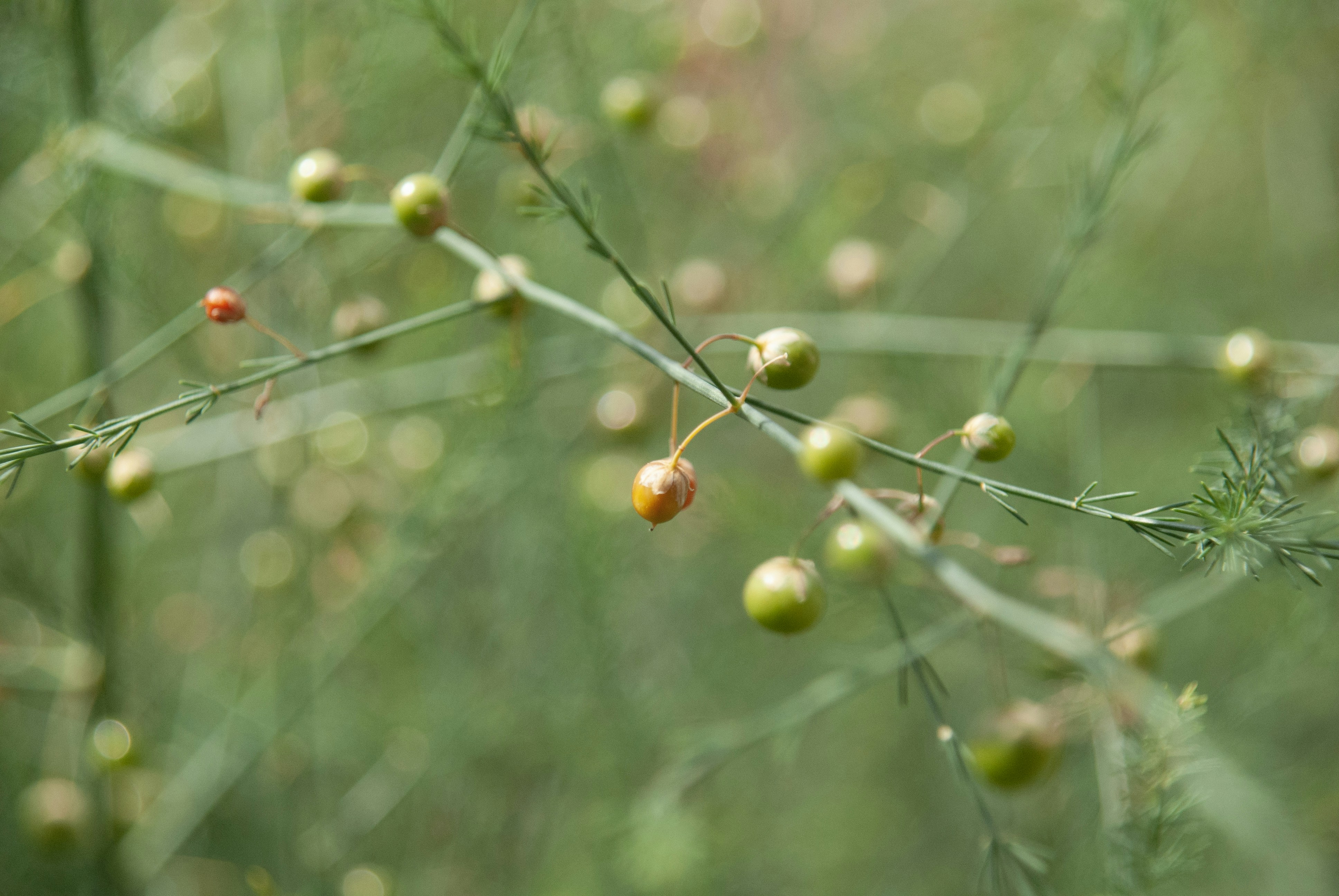 Delicate green and golden berries nestled among slender green branches, showcasing nature's intricate details.