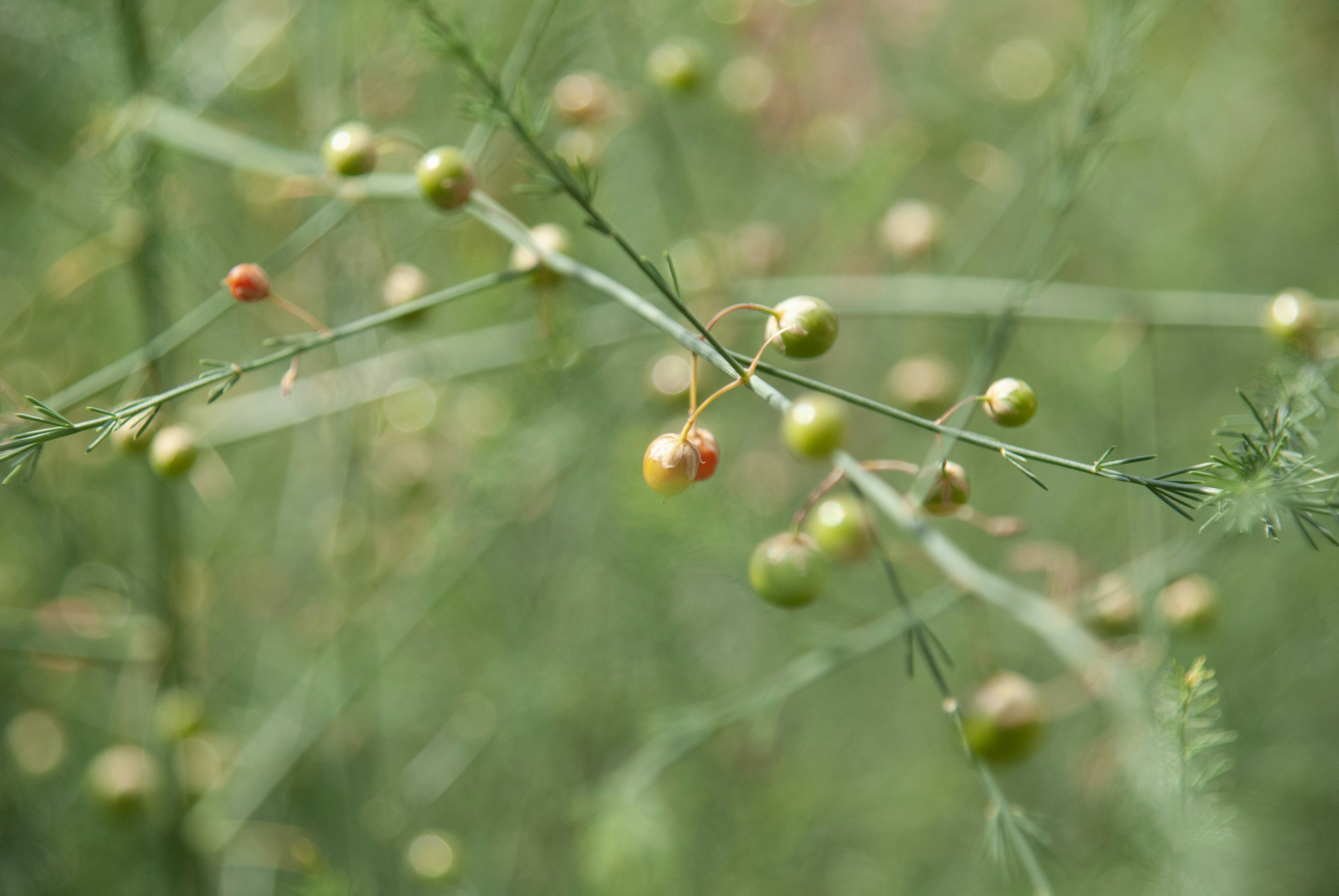 Close-up of slender branches adorned with vibrant green and a hint of red berries, set against a softly blurred background of greenery.