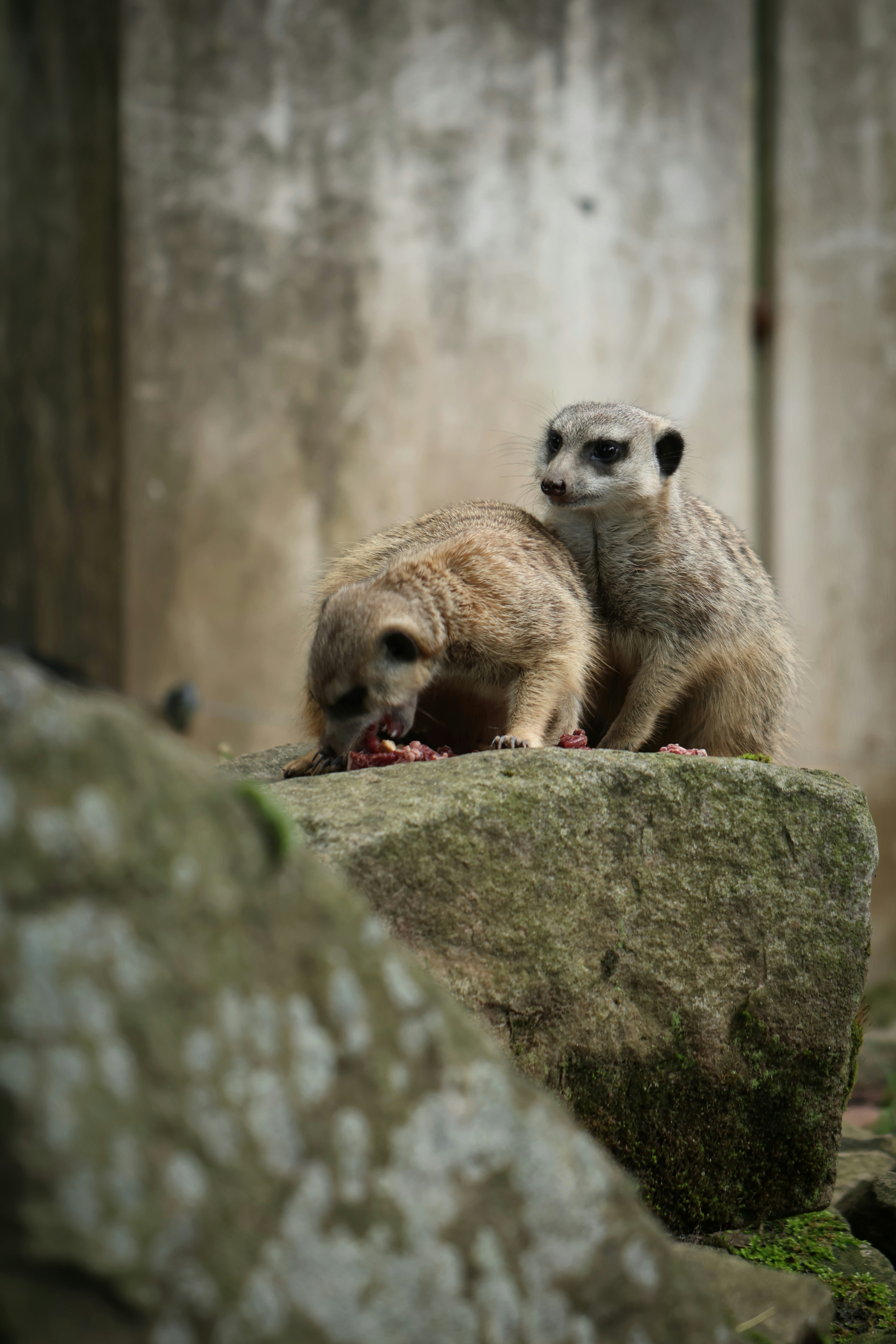 Erdmännchen bei der Fütterung im Tierpark | Two meerkats are enjoying a meal.
