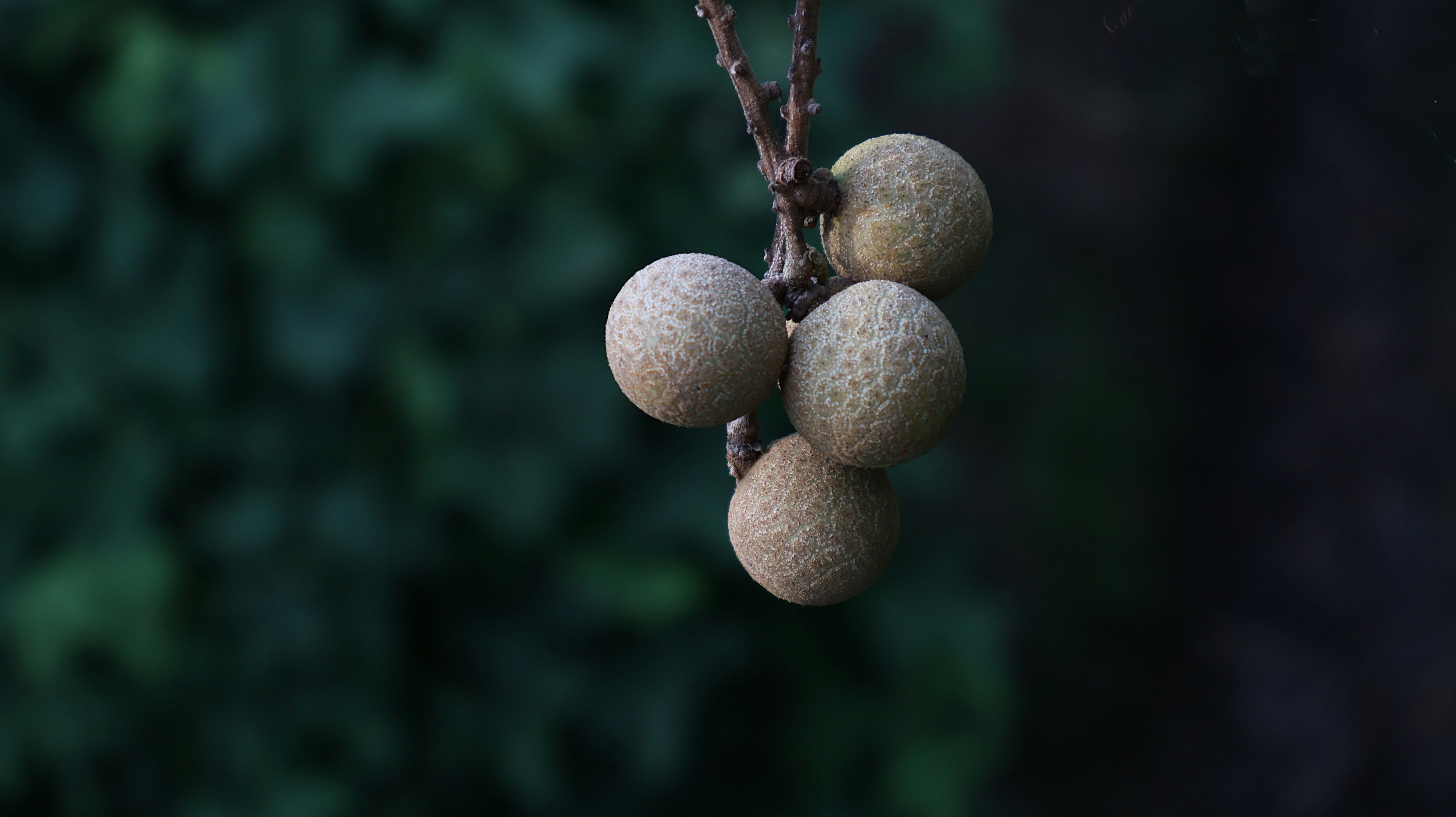 A cluster of longan fruit hanging from a branch. photo – Free Fruit ...