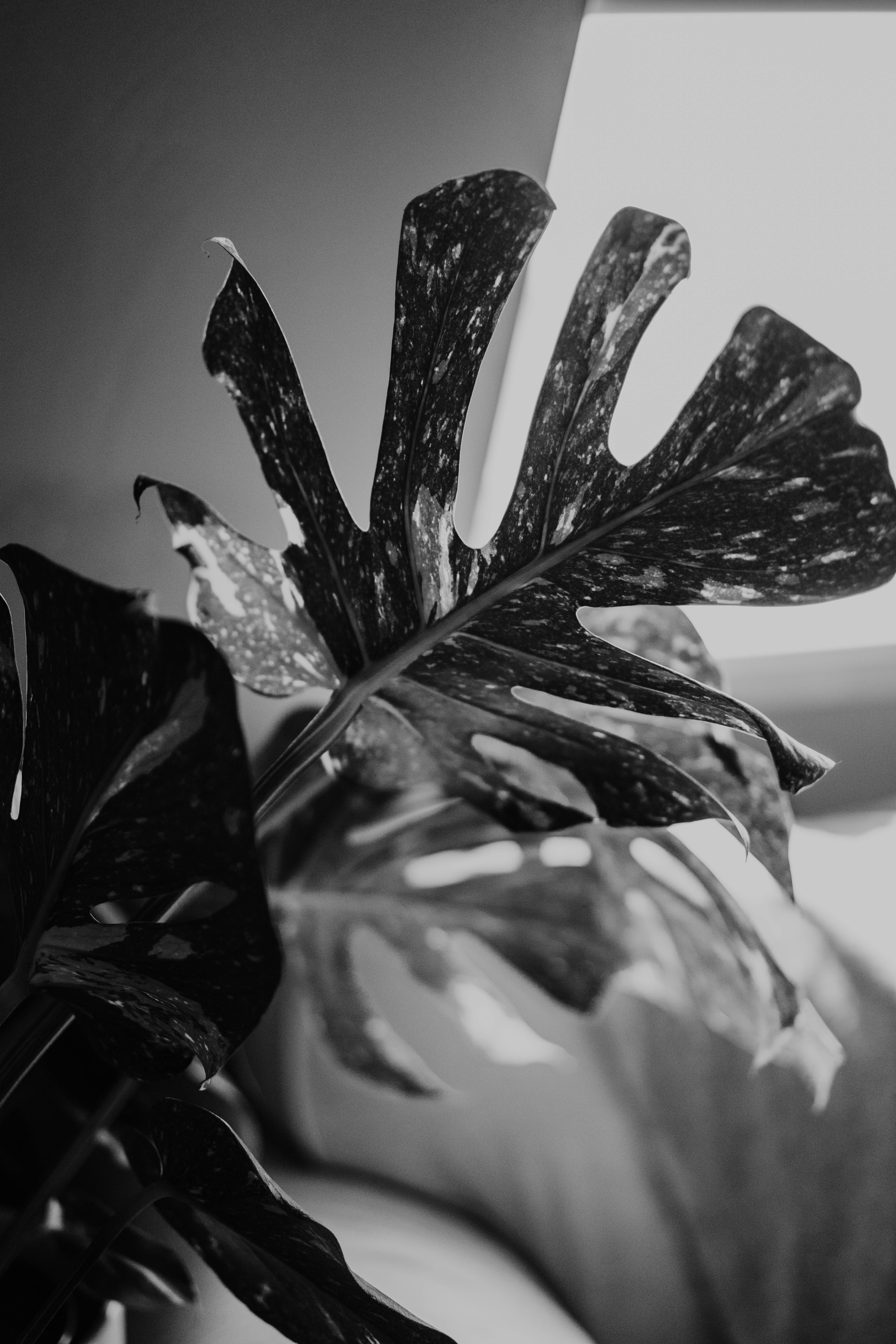 Monochrome Elegance: The Art of Foliage