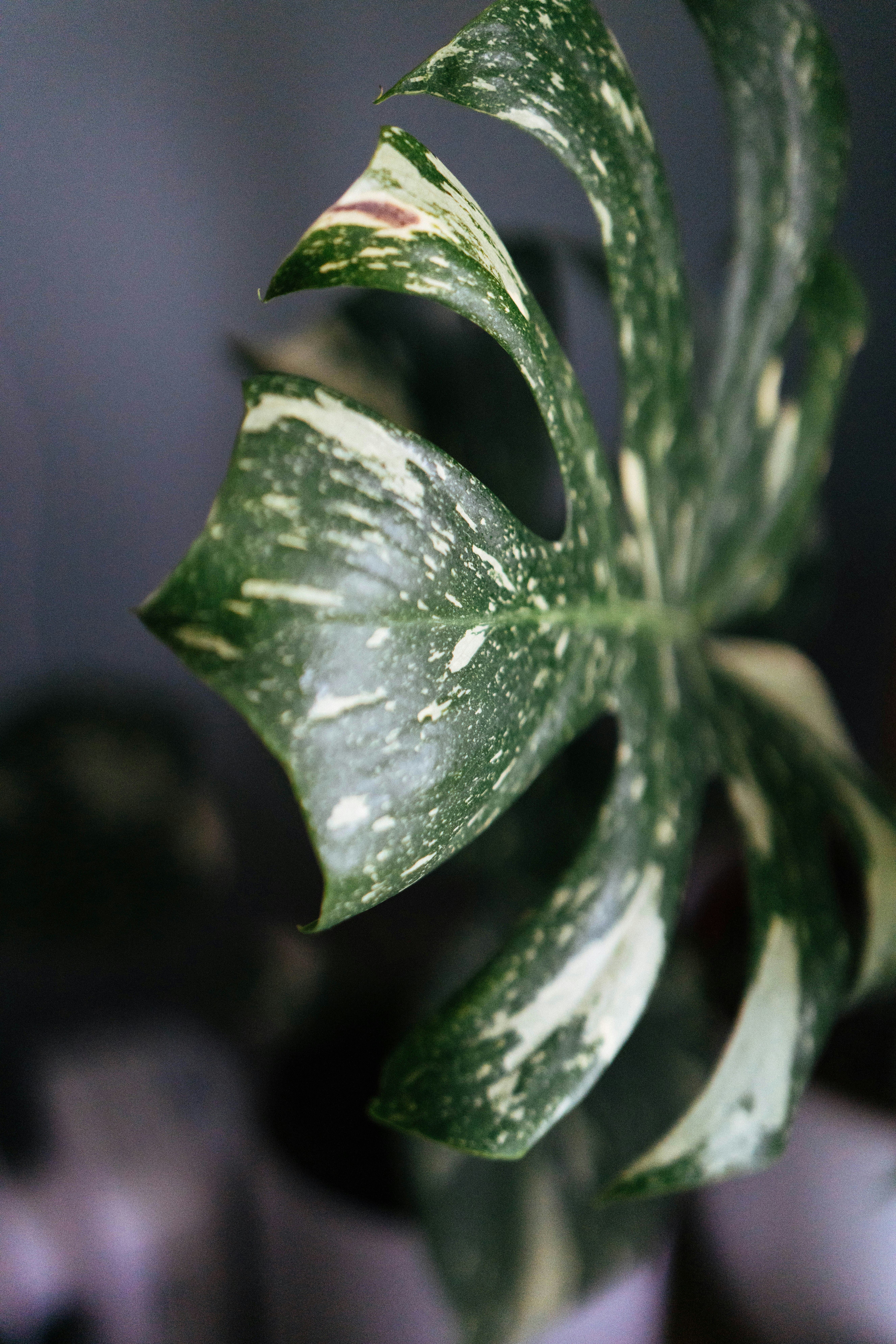 A close-up of a variegated monstera leaf.
