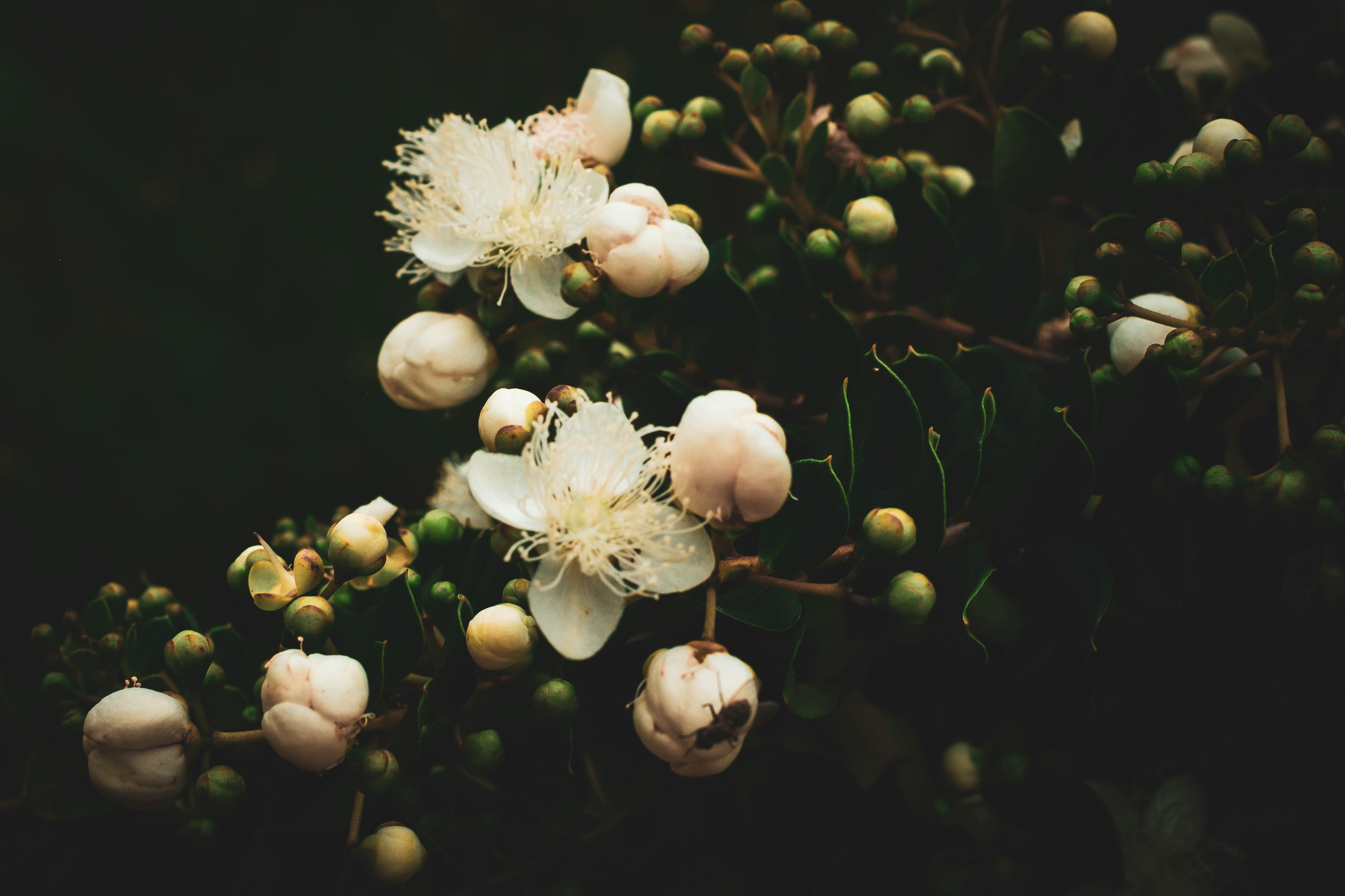 Whispers of Nature's Palette