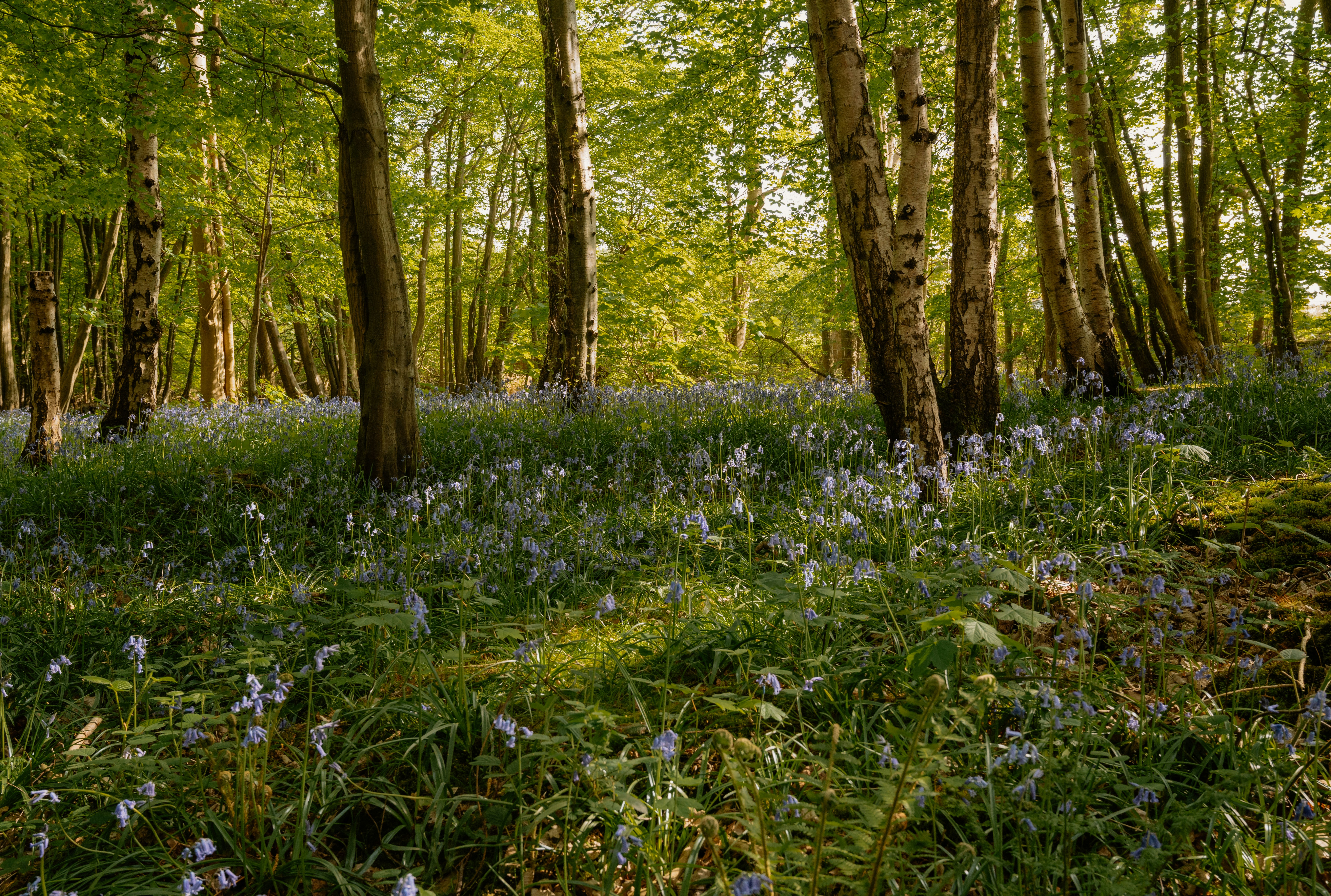 Bluebell woods out in Sheffield Park during English spring time. | Bluebells bloom in a sunny forest.