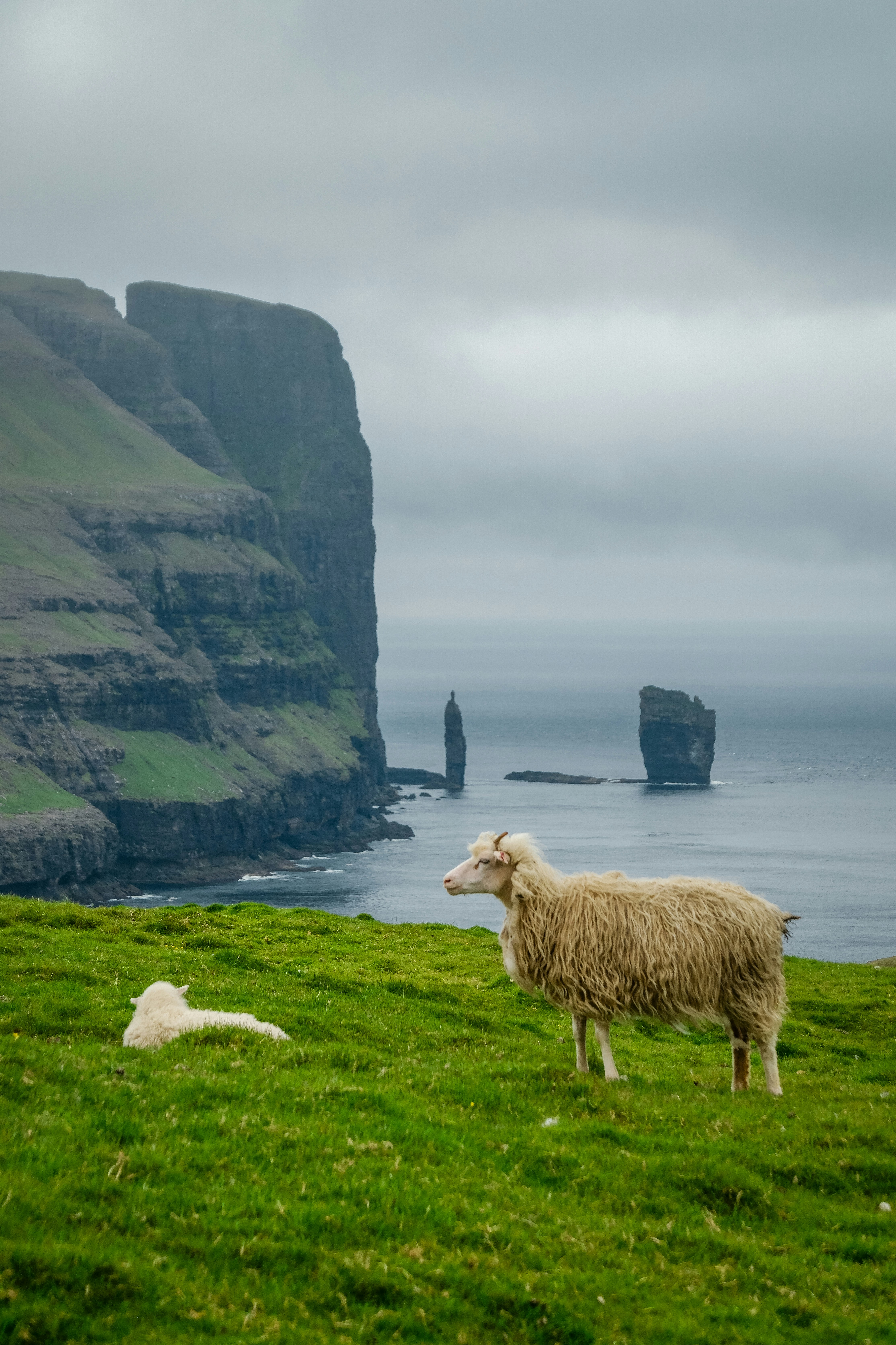 Sheep graze on a hillside near the sea.