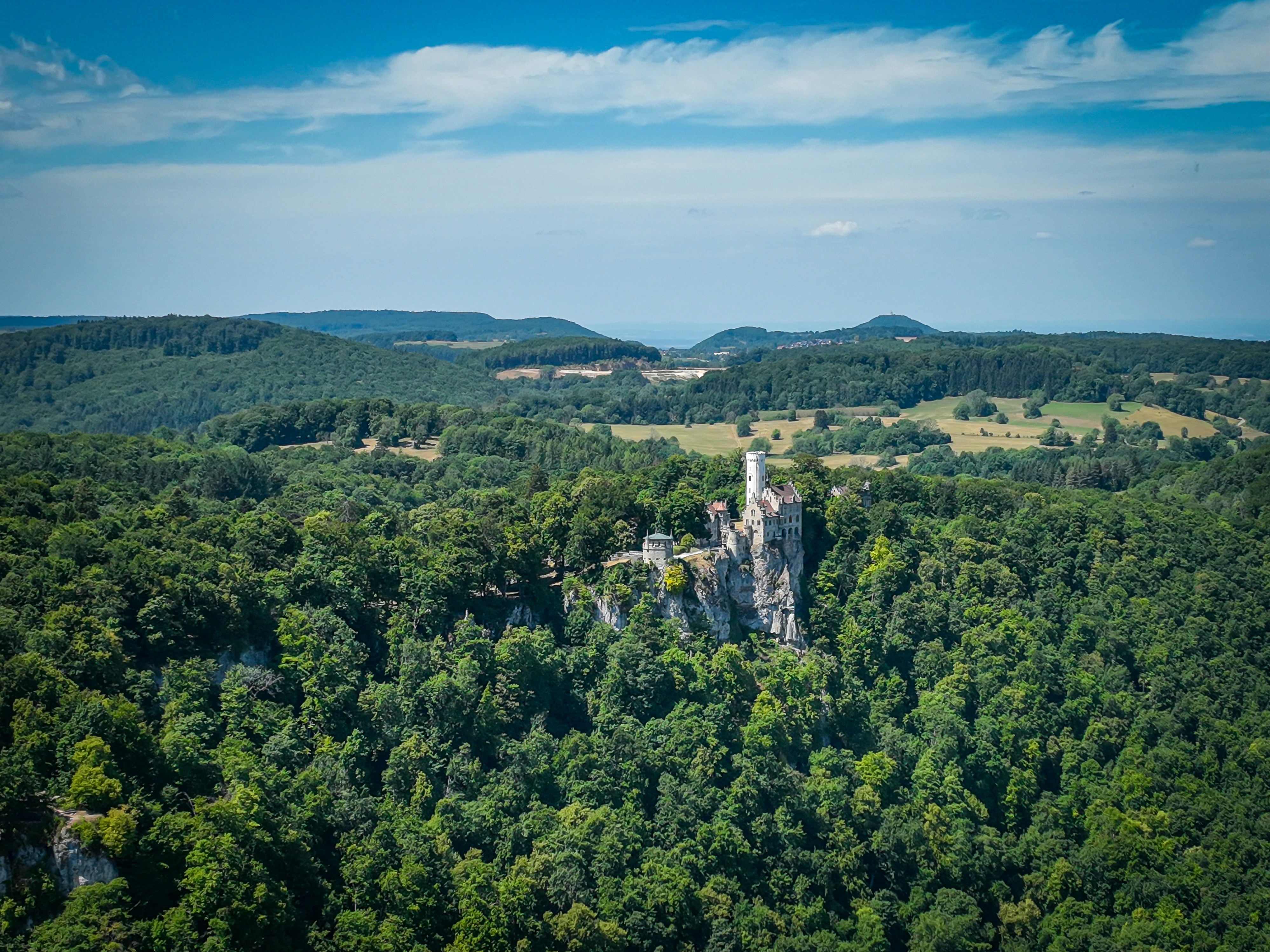 The Sentinel of the Forest: A Towering Watcher