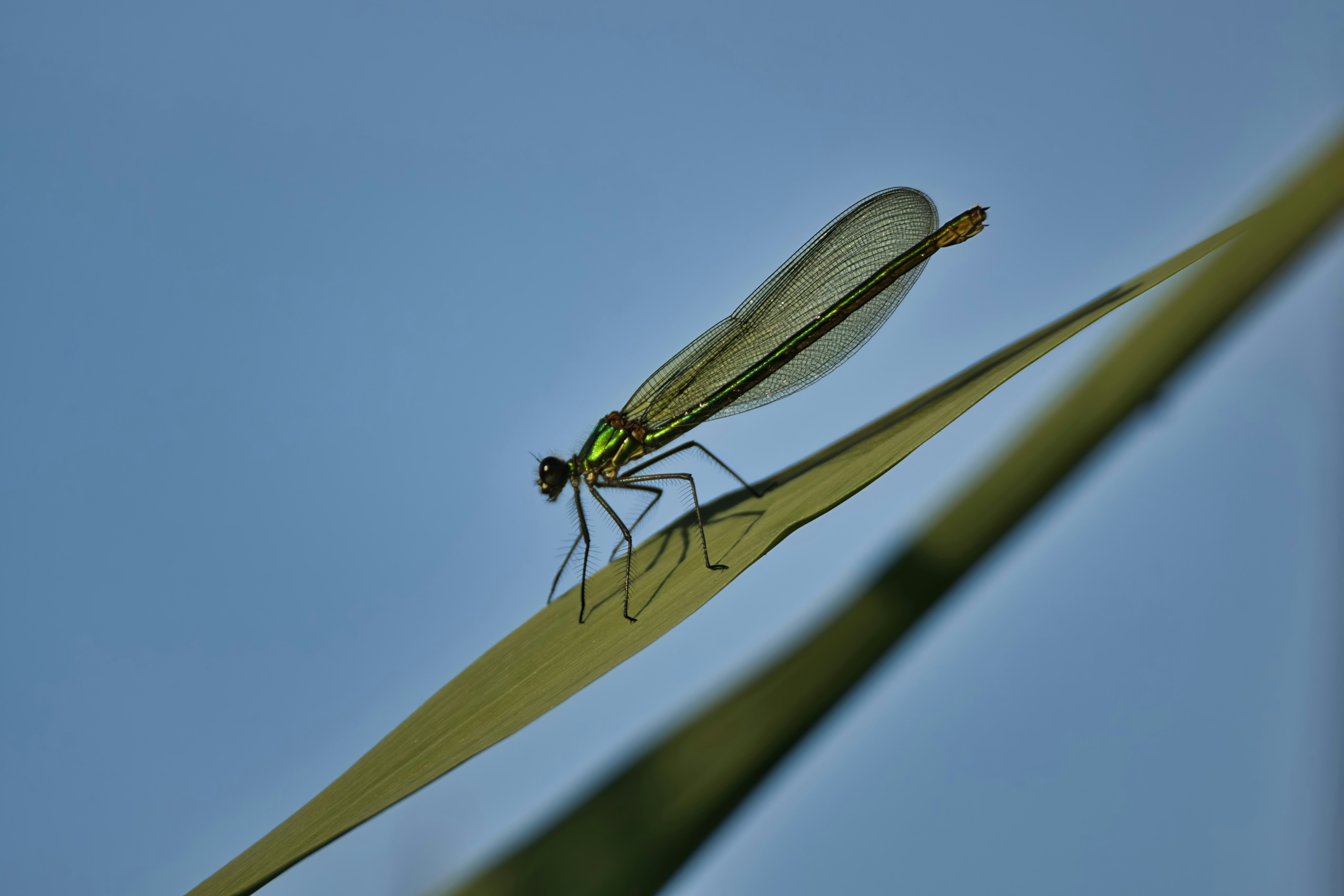 Nature's Delicate Acrobat