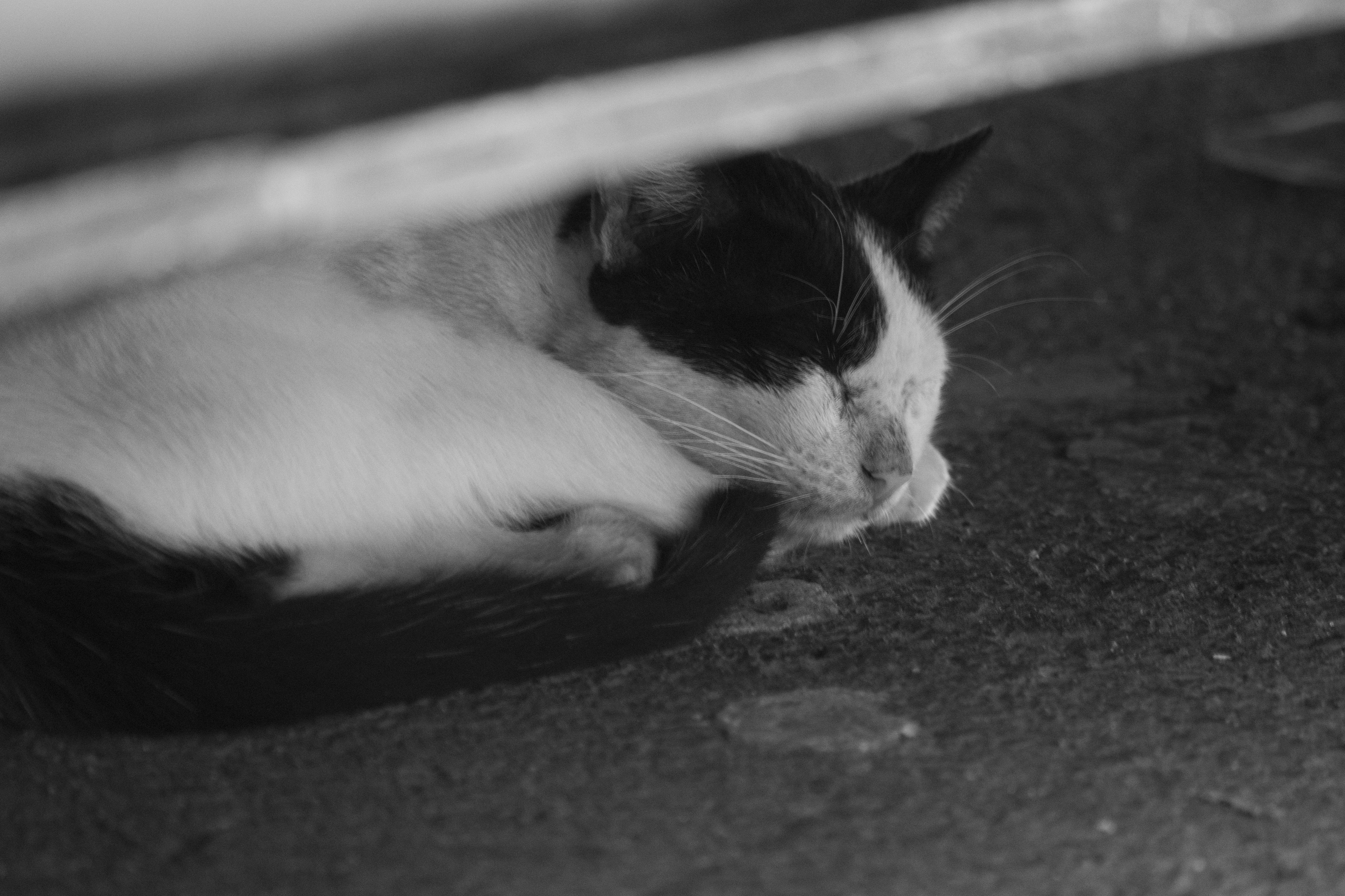 A black and white cat is taking a nap.