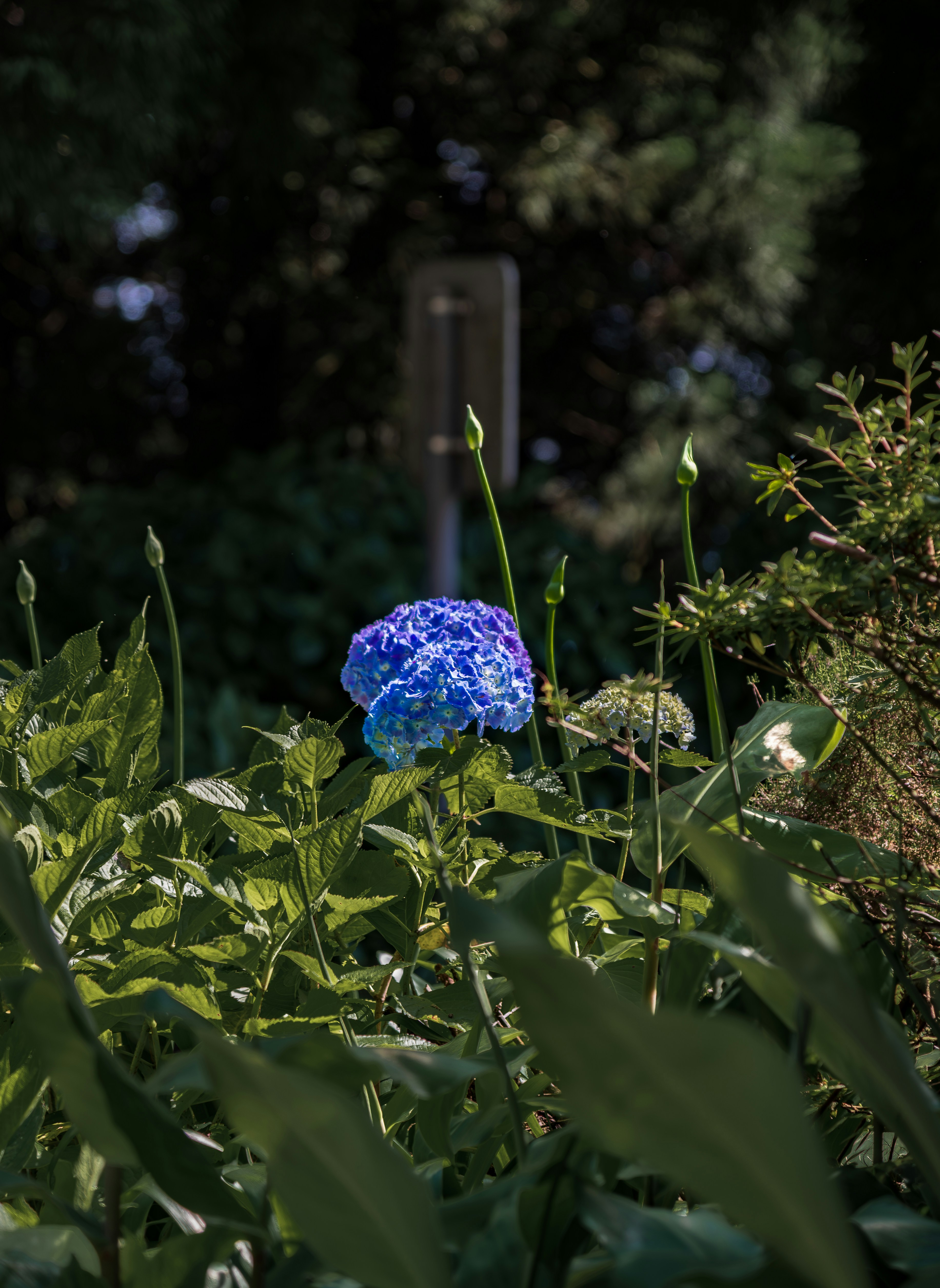 Vibrant Bloom Amidst Lush Greenery