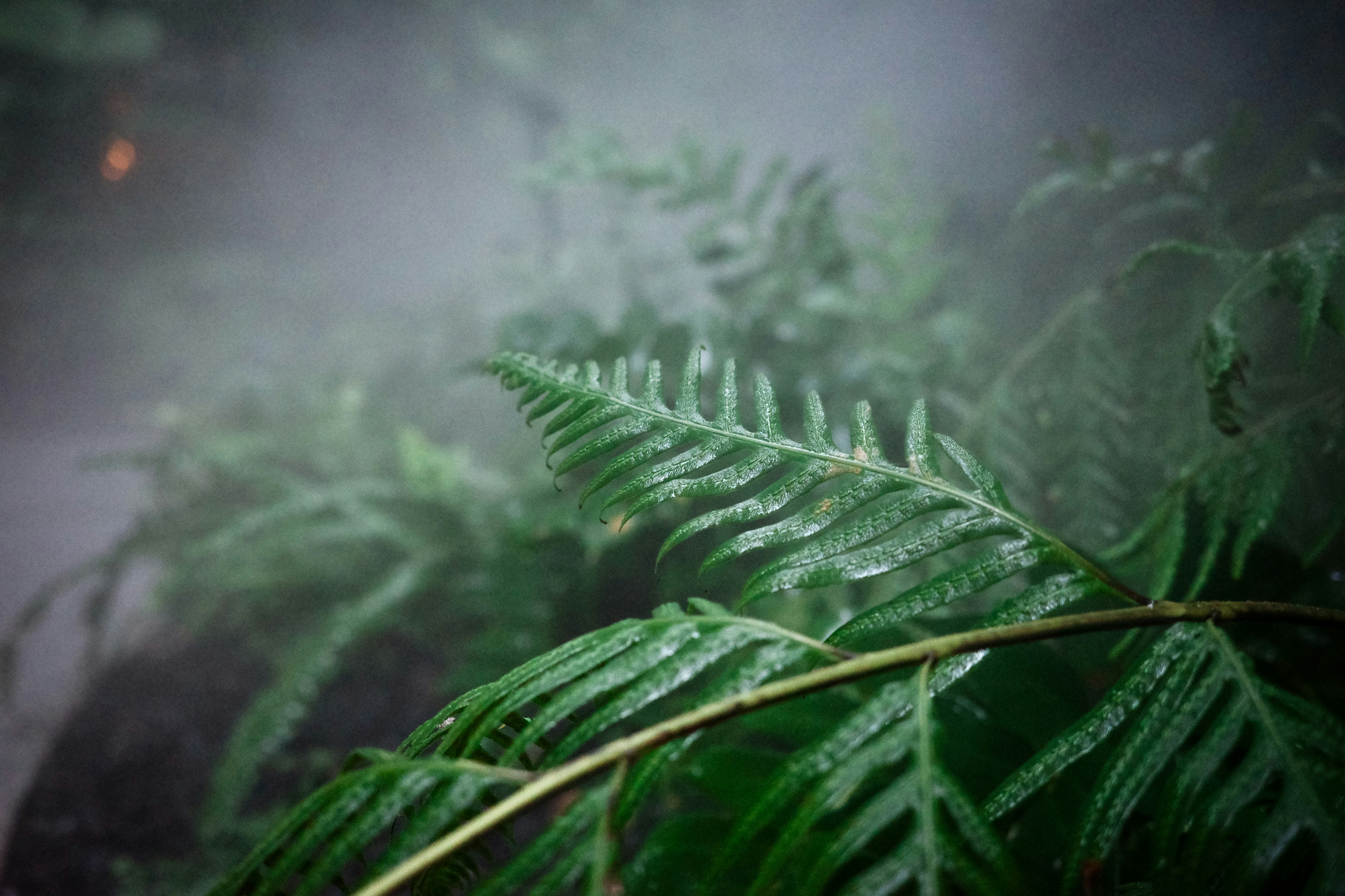 Whispers of the Rainforest