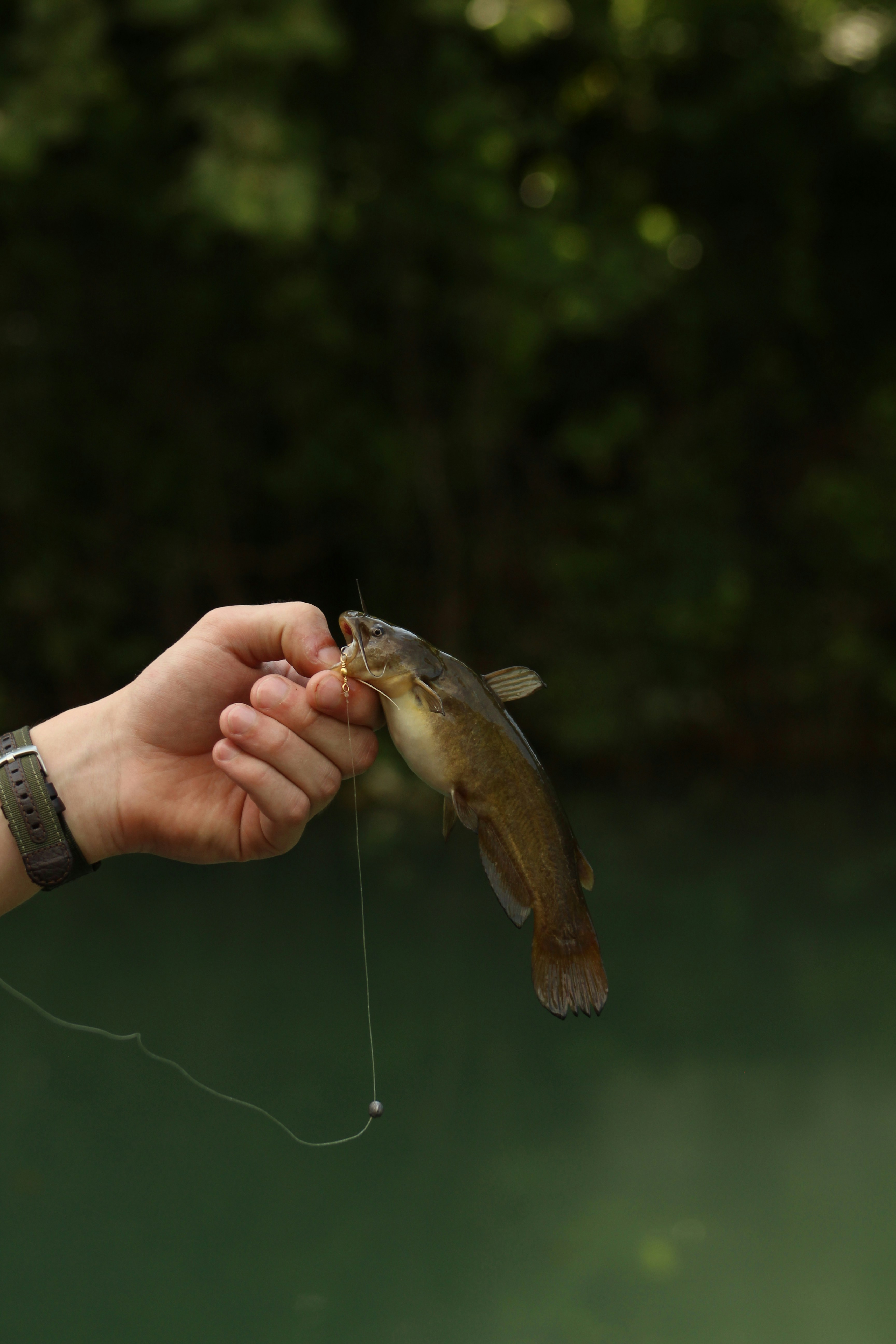 A hand holds a small catfish. photo – Free Animal Image on Unsplash