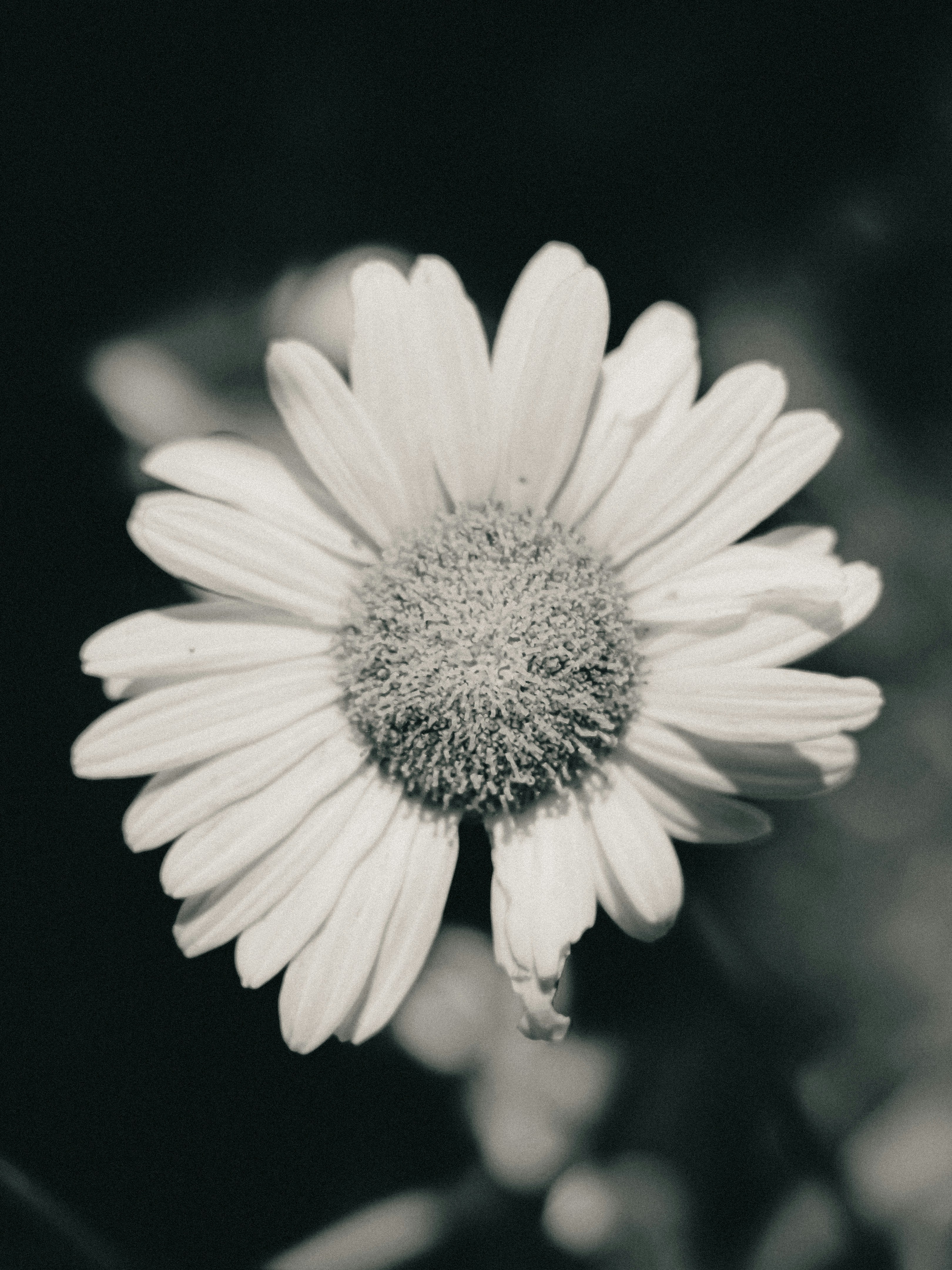 black and white daisy top view closeup | A black and white daisy blooms beautifully.