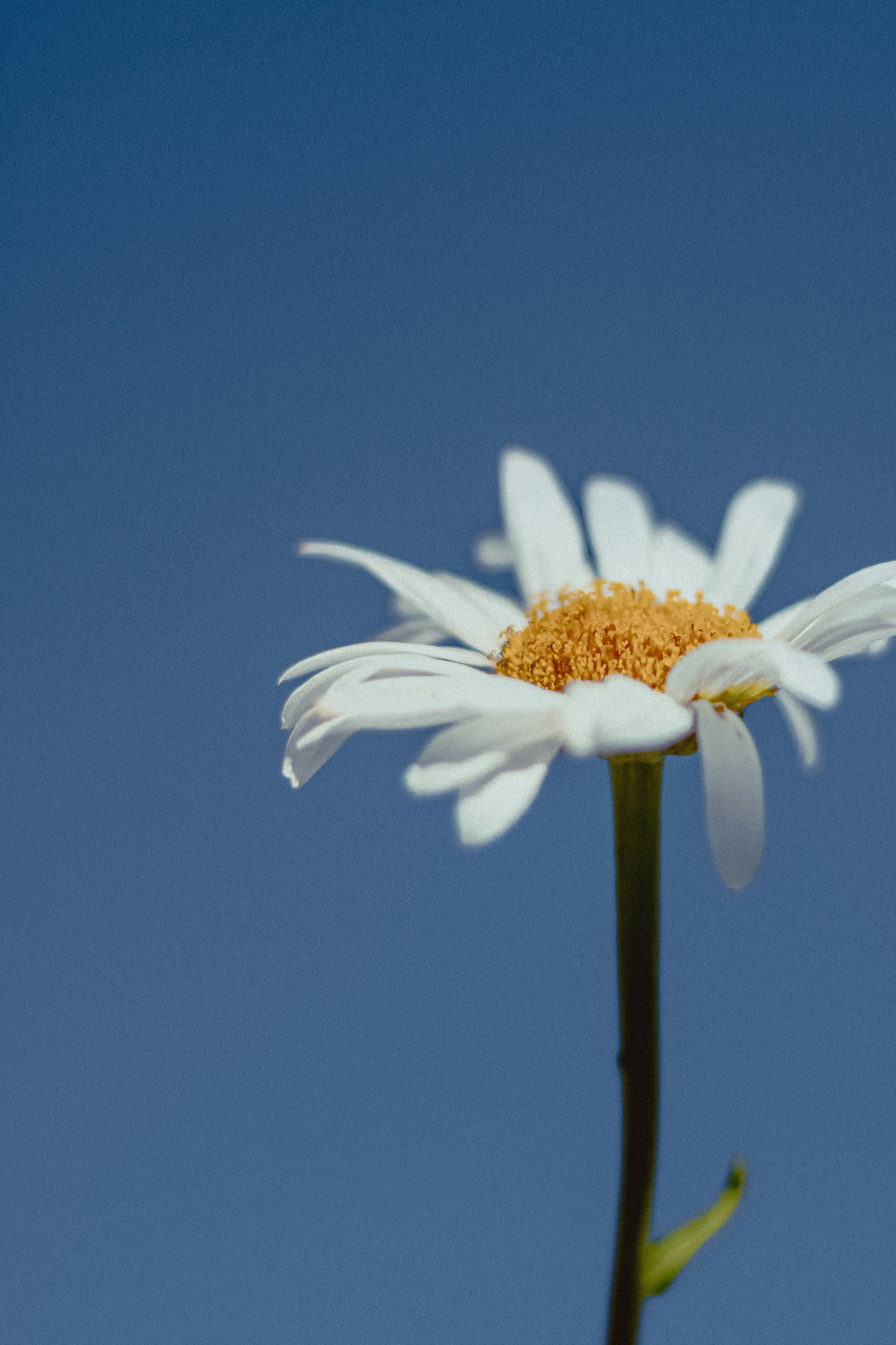 Whispers of Spring: The Daisy's Elegance