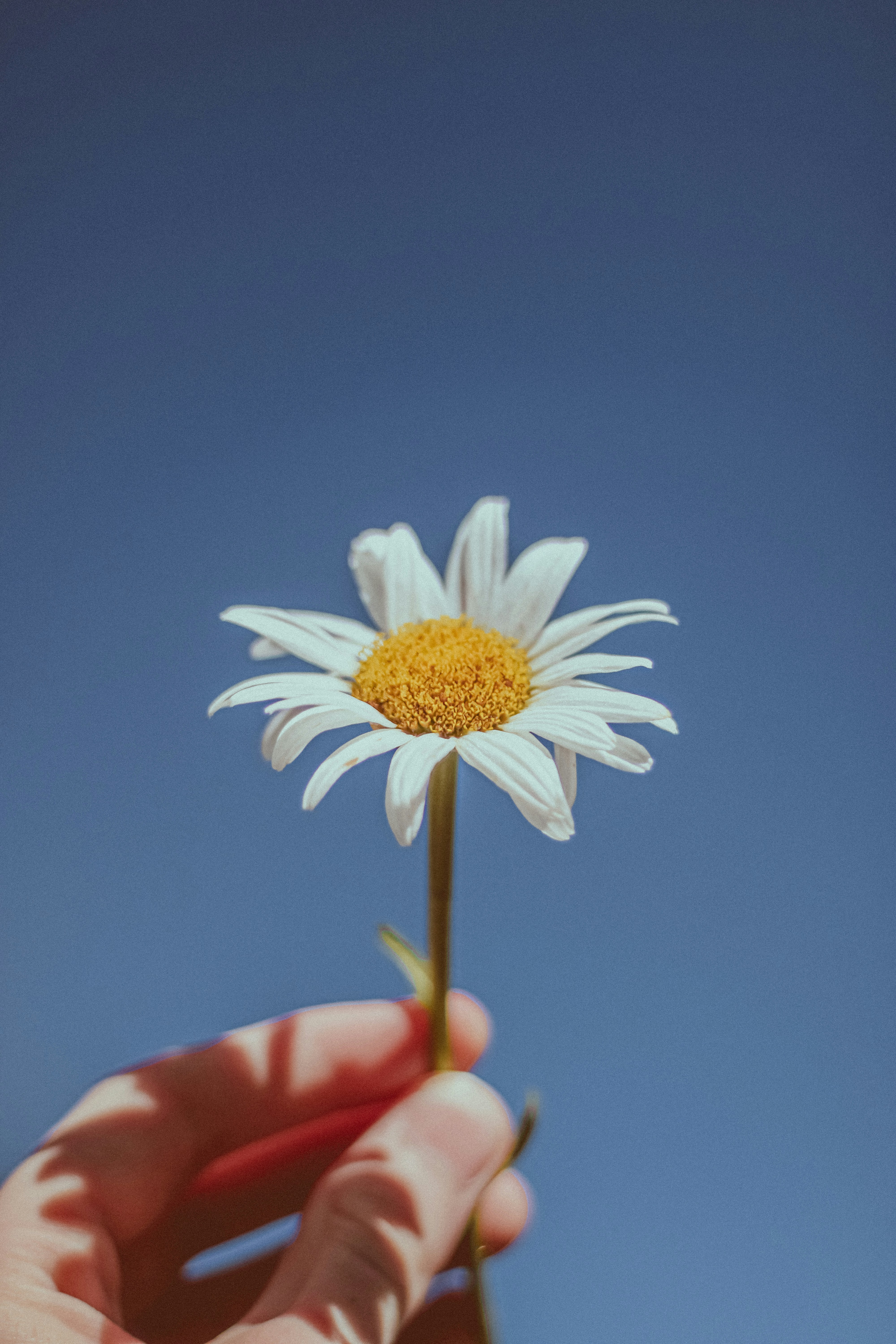 holding daisy in setting sunlight against clear blue sky | A hand holds a daisy against a blue sky.