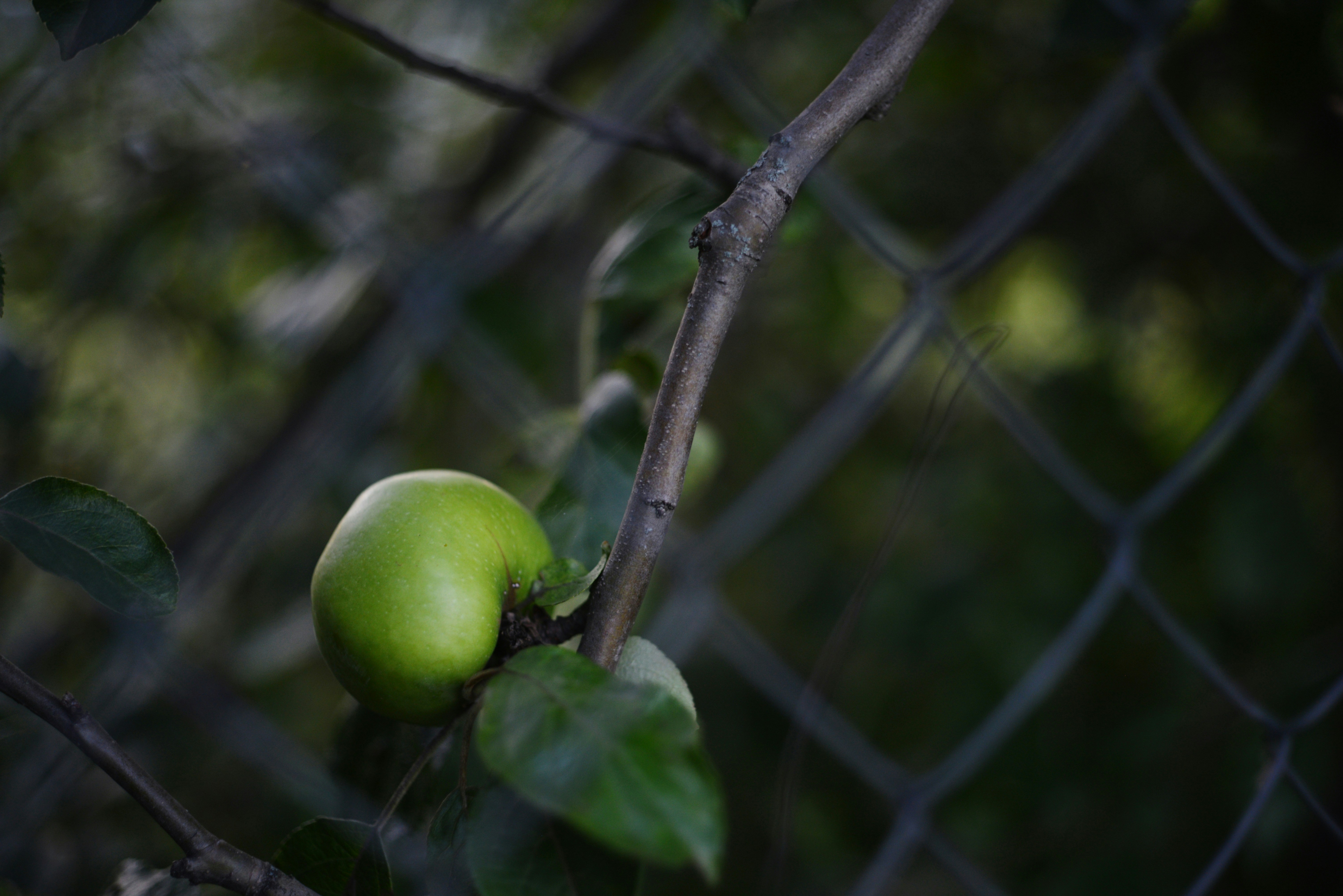Emerald Among the Thorns