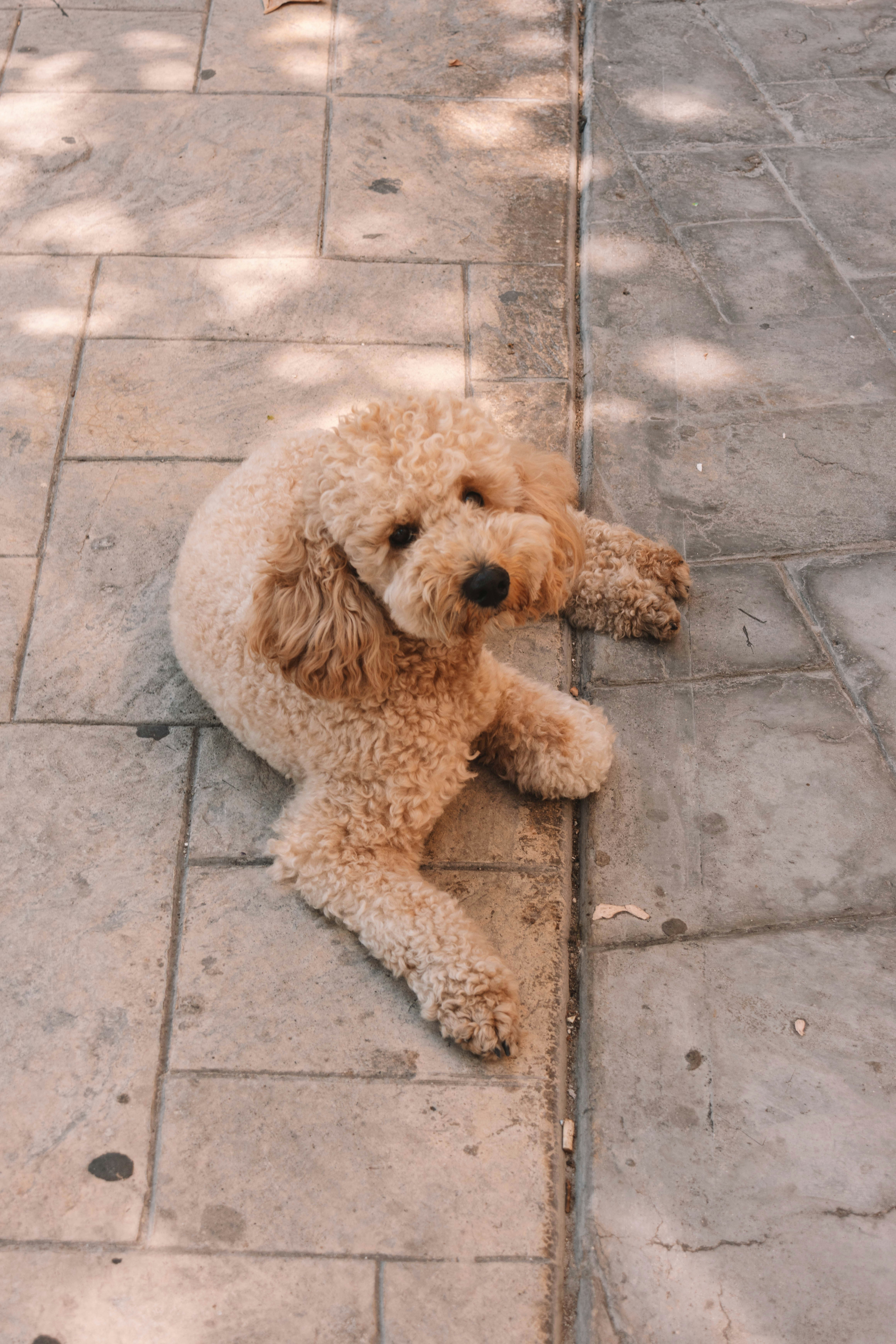 A curly dog lying on pavement.
