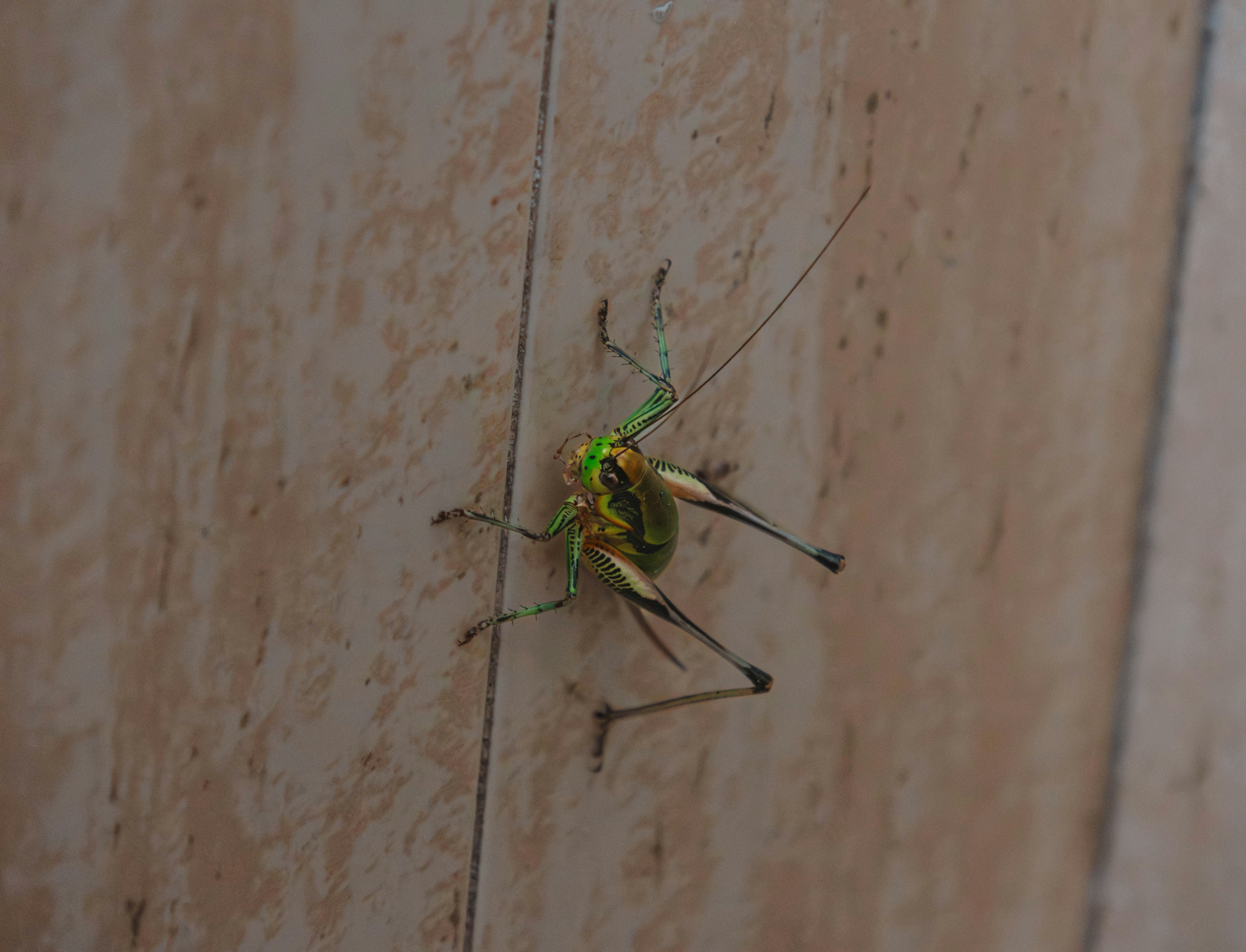 The Intricate Climber: A Grasshopper's Journey