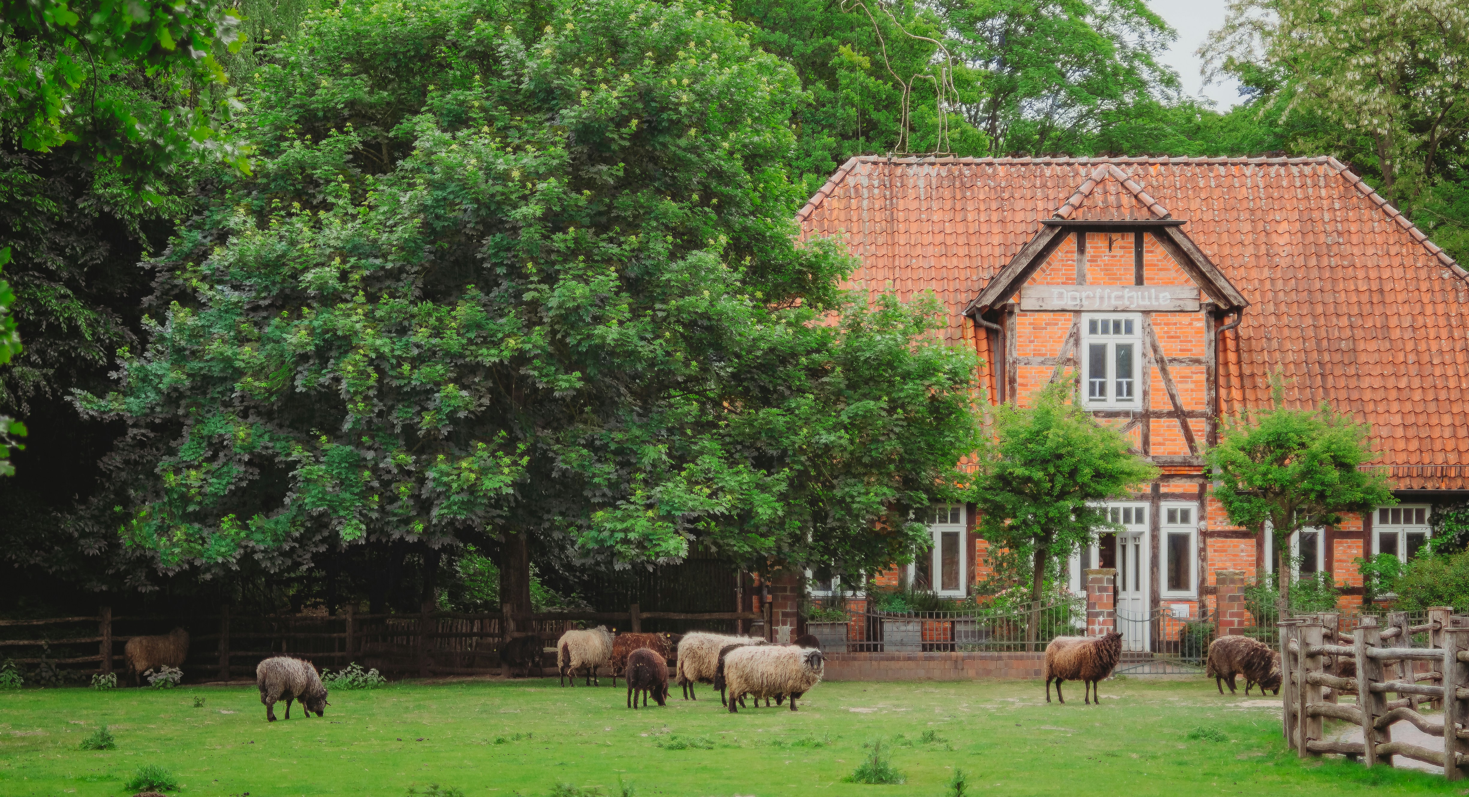 Pasture Gatekeeper: Sheep and a Timeless Brick Cottage