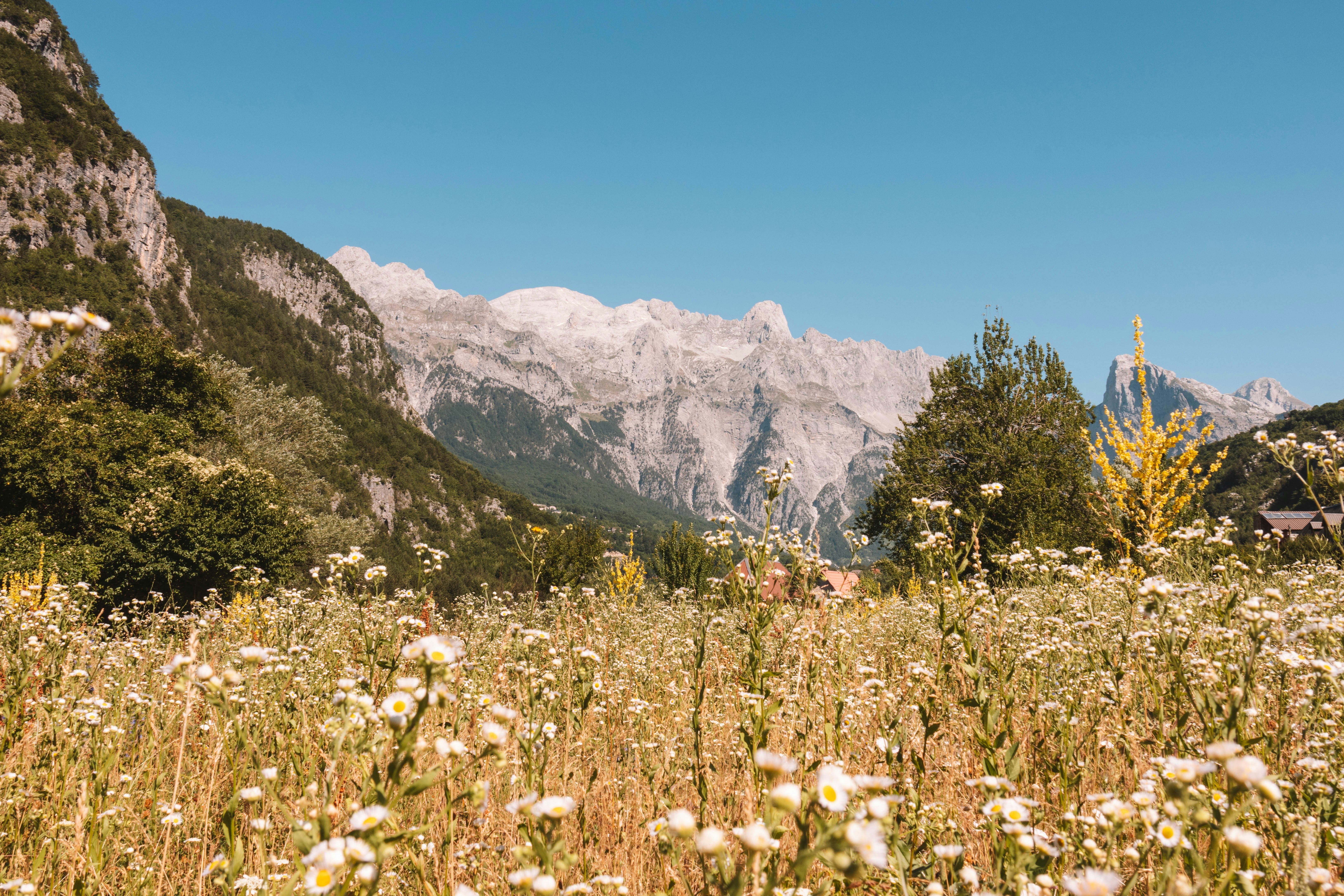 Vibrant wildflowers blanket a meadow, leading the eye to majestic snow-capped peaks under a clear blue sky.