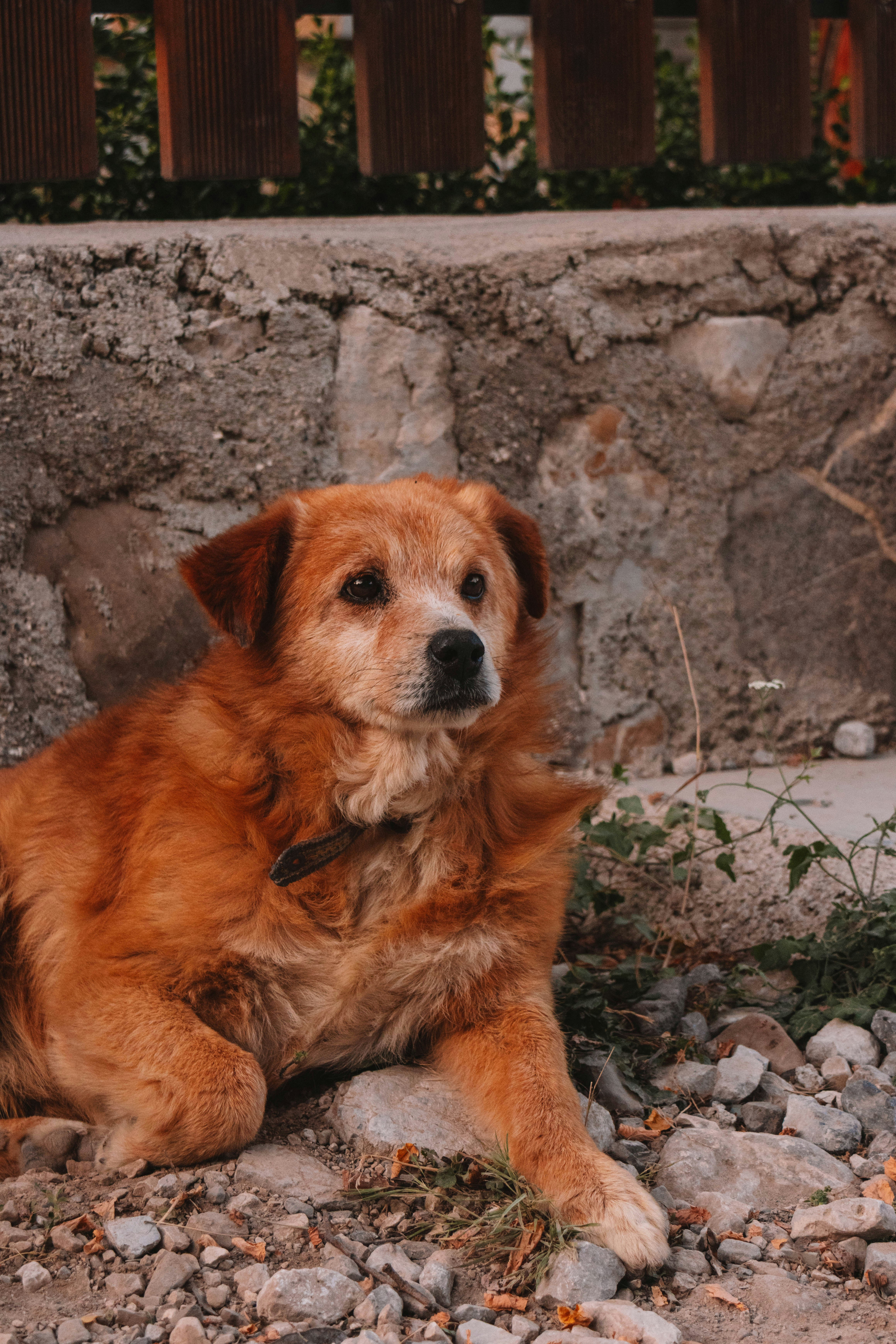 Golden retriever mix resting on gravel beside a textured stone wall, embodying tranquility in a rustic setting.