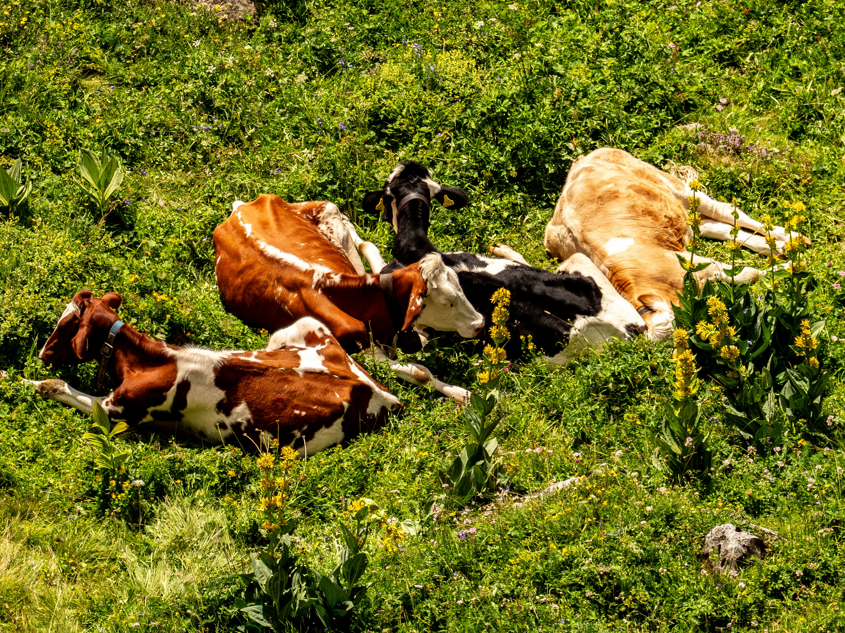 Serene Pastoral Harmony