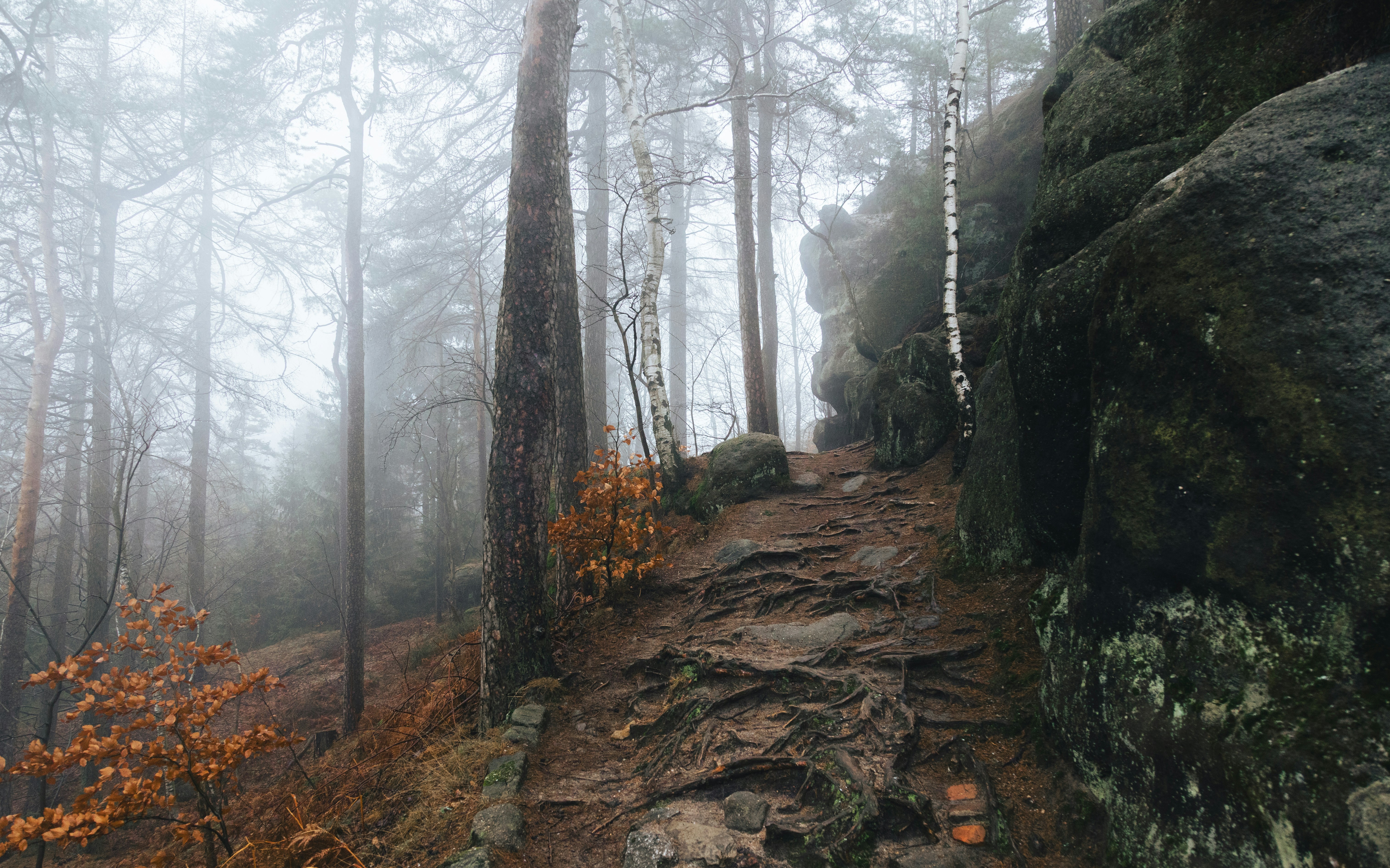 Foggy forest trail winds past a rock face.