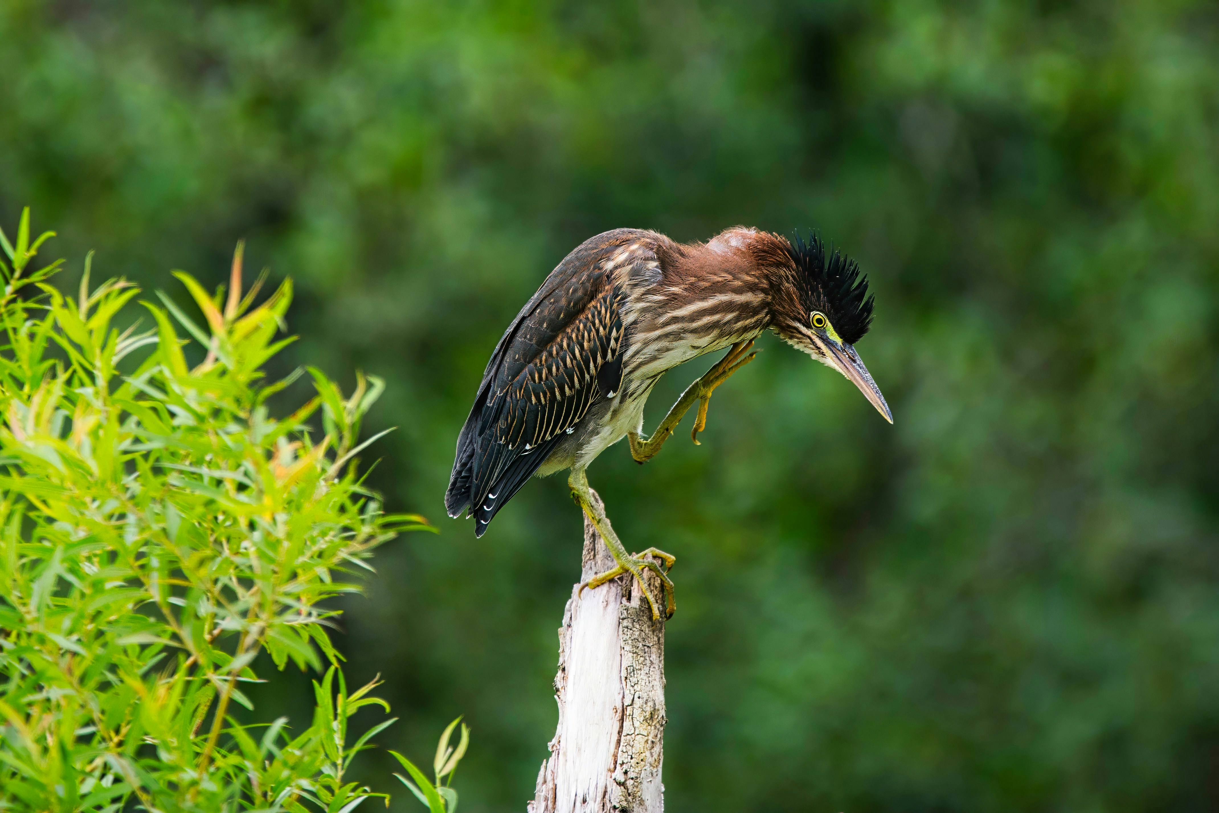 Female green heron preening. | A green heron perches on a weathered stump.