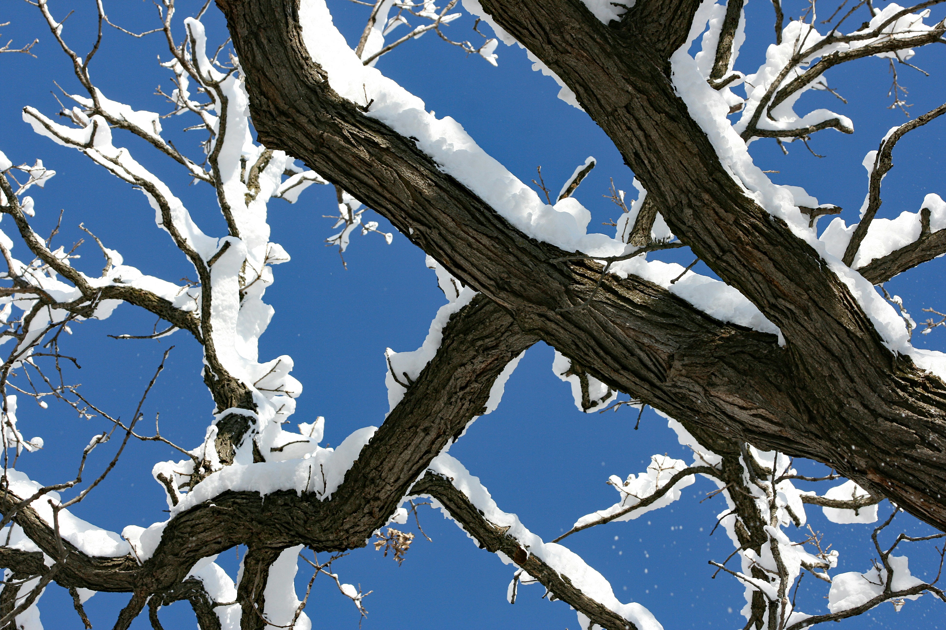 Winter's Embrace: A Dance of Snow and Branches