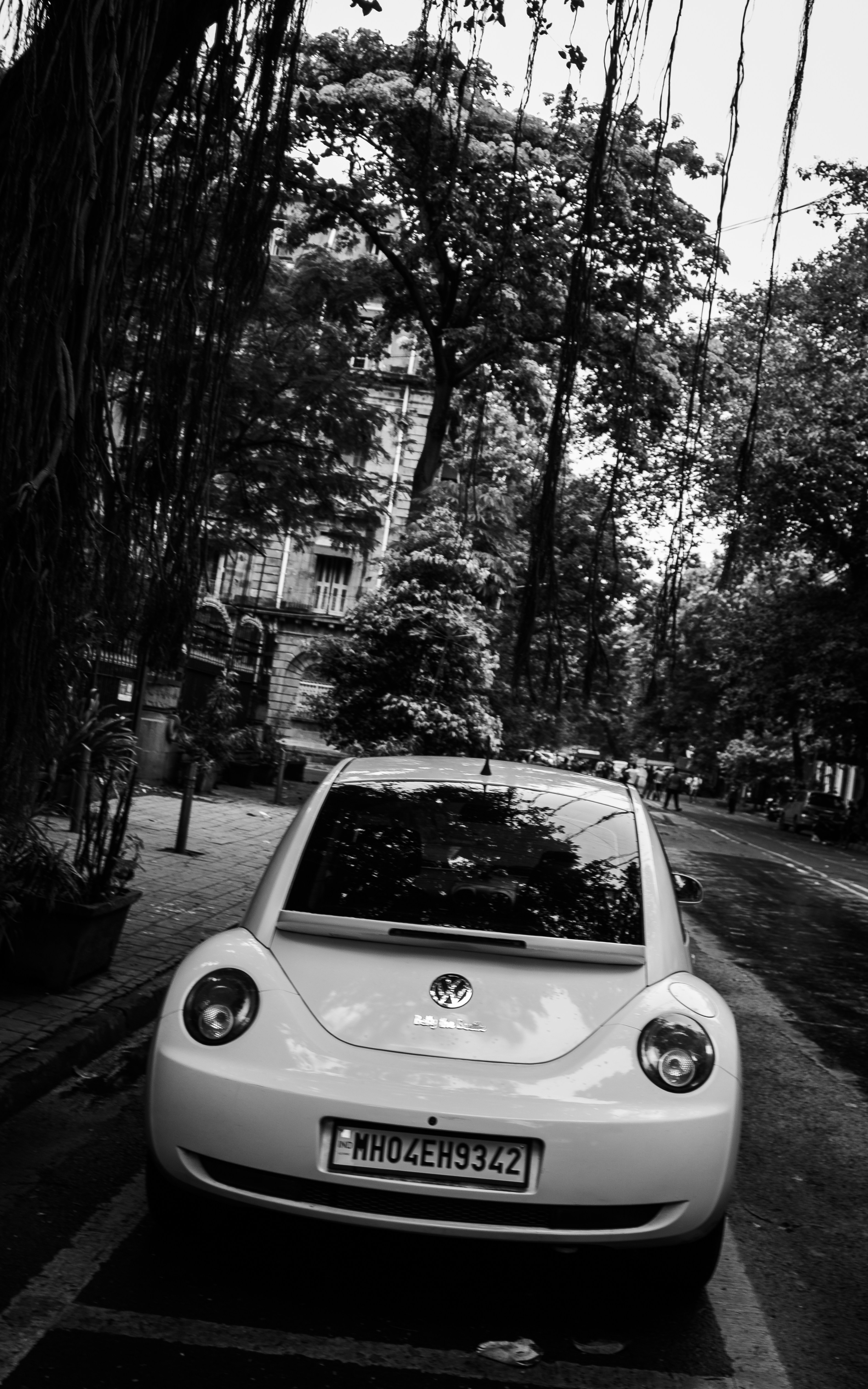 Grayscale Backview: White Beetle on a Tree-Canopied City Street