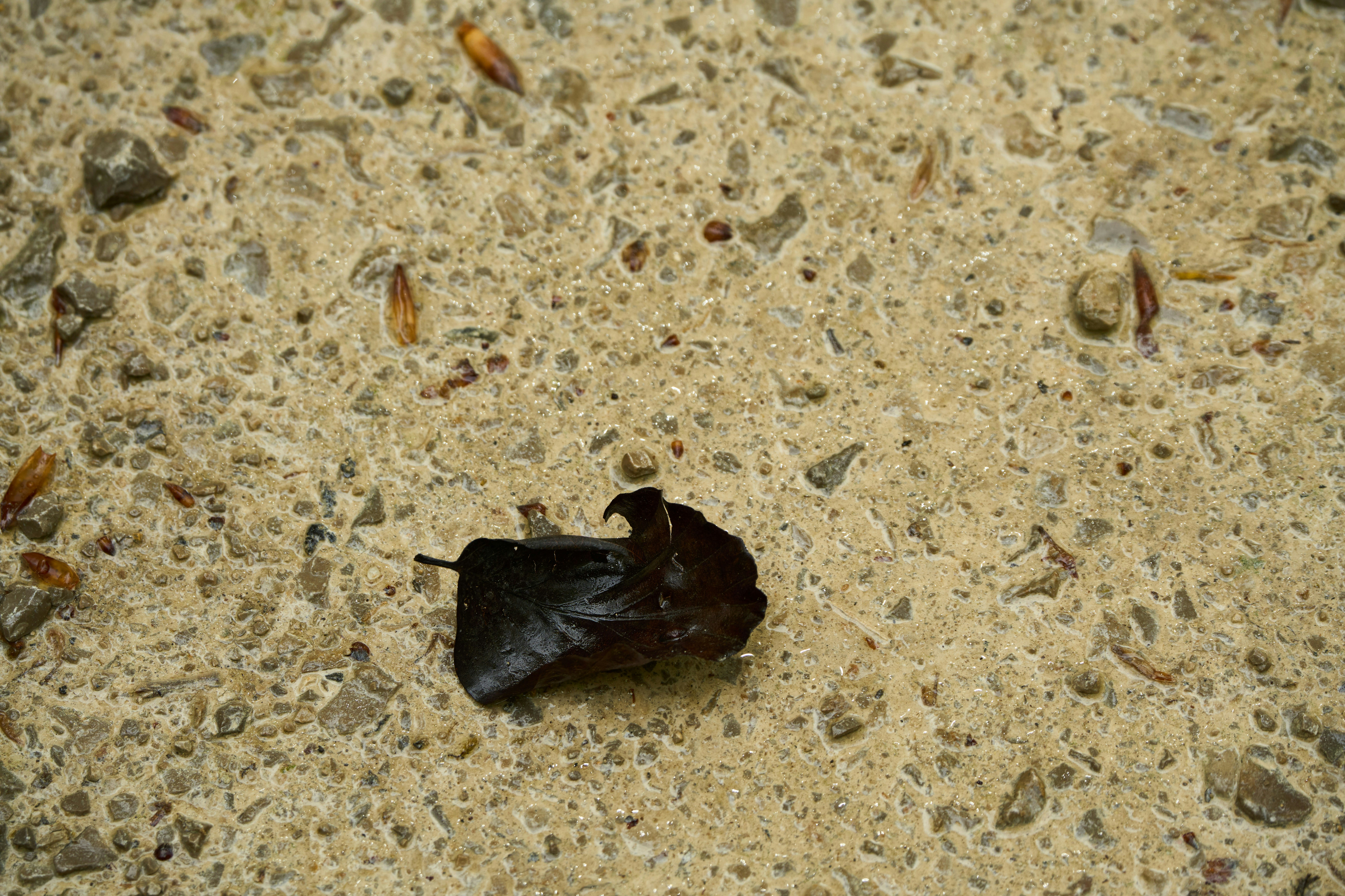 A small, dark piece of debris on rough concrete.
