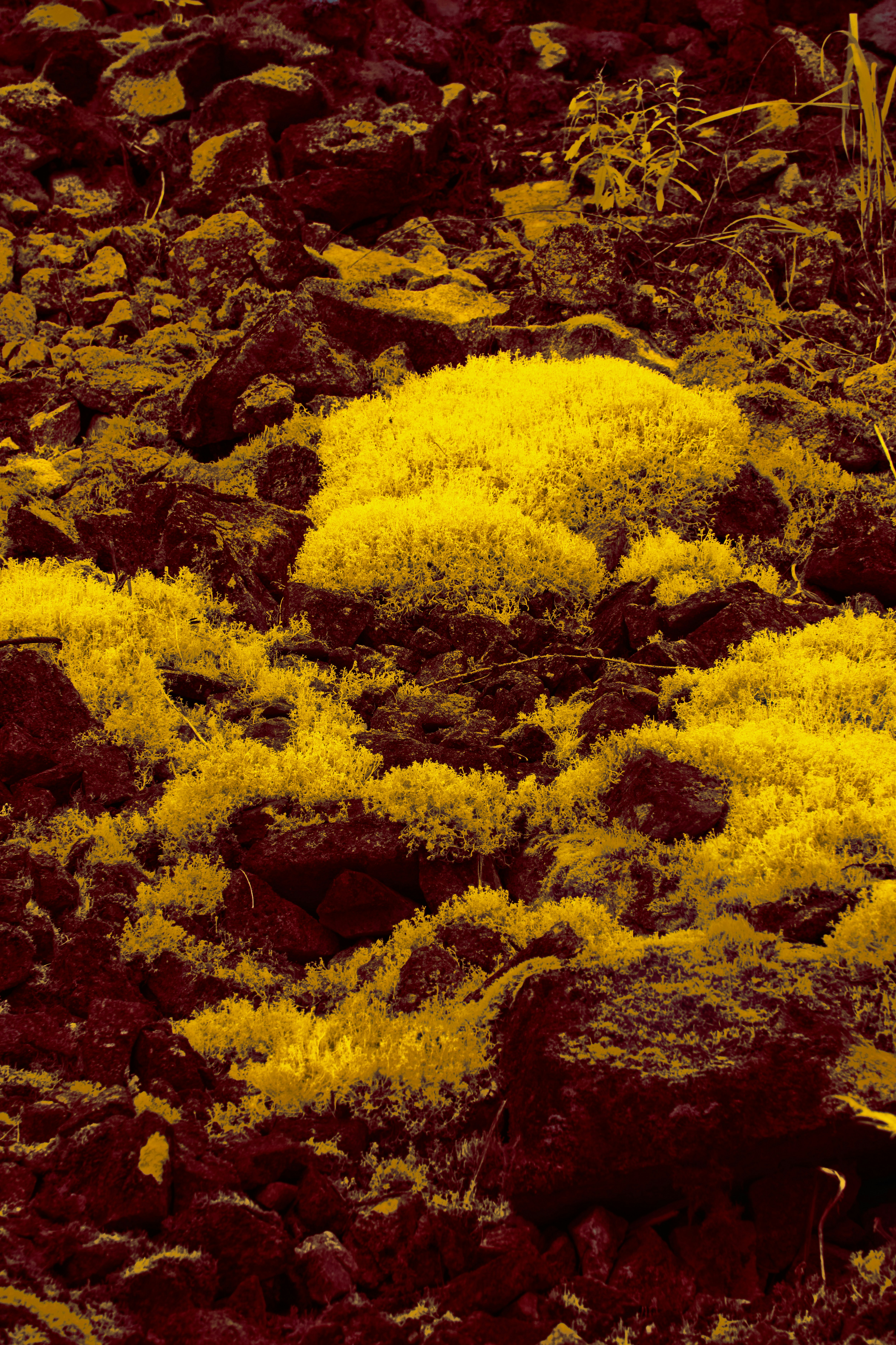 Yellow moss grows among dark rocks.
