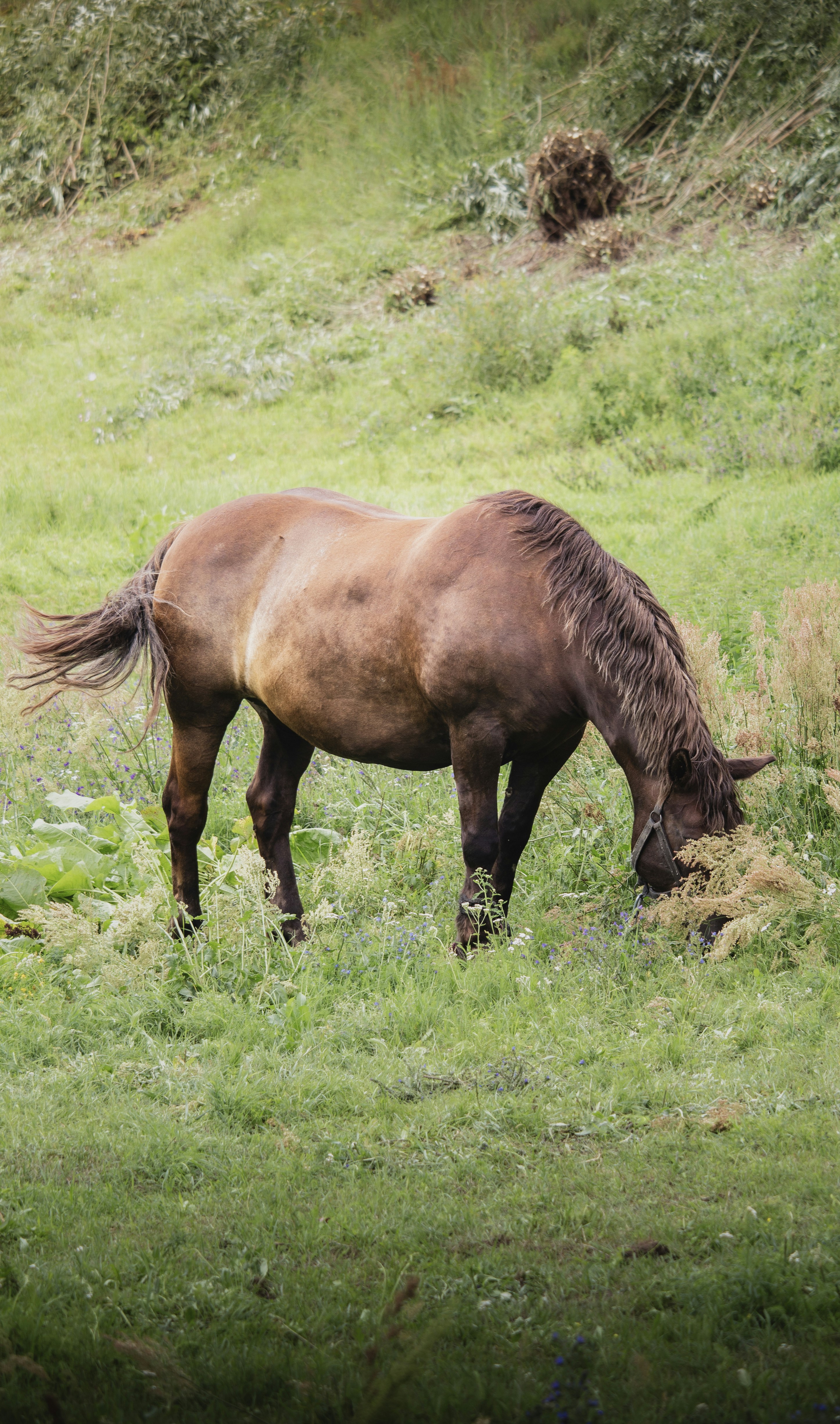 A brown horse grazes in a lush, green field.