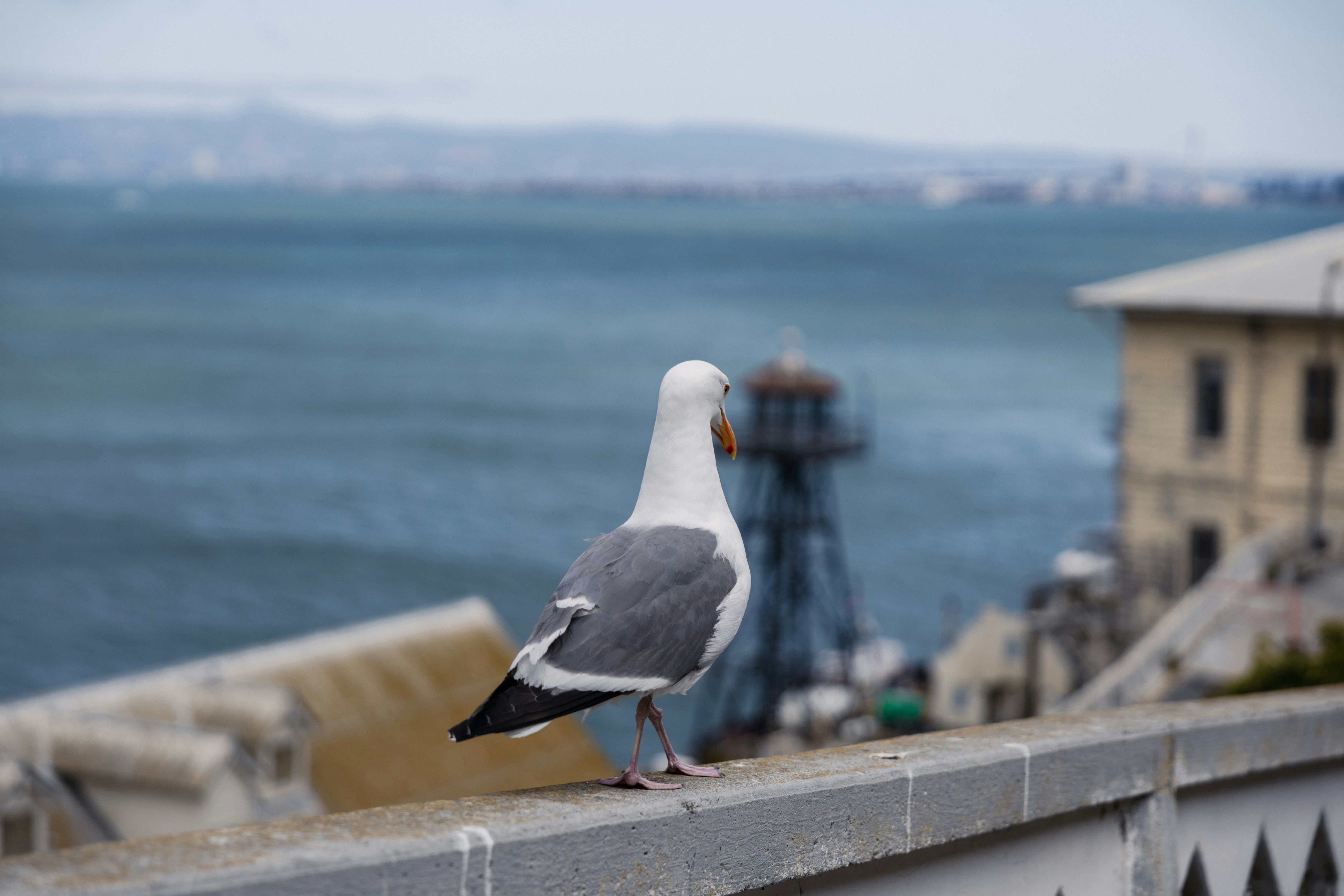 Seagull's Solitude by the Sea