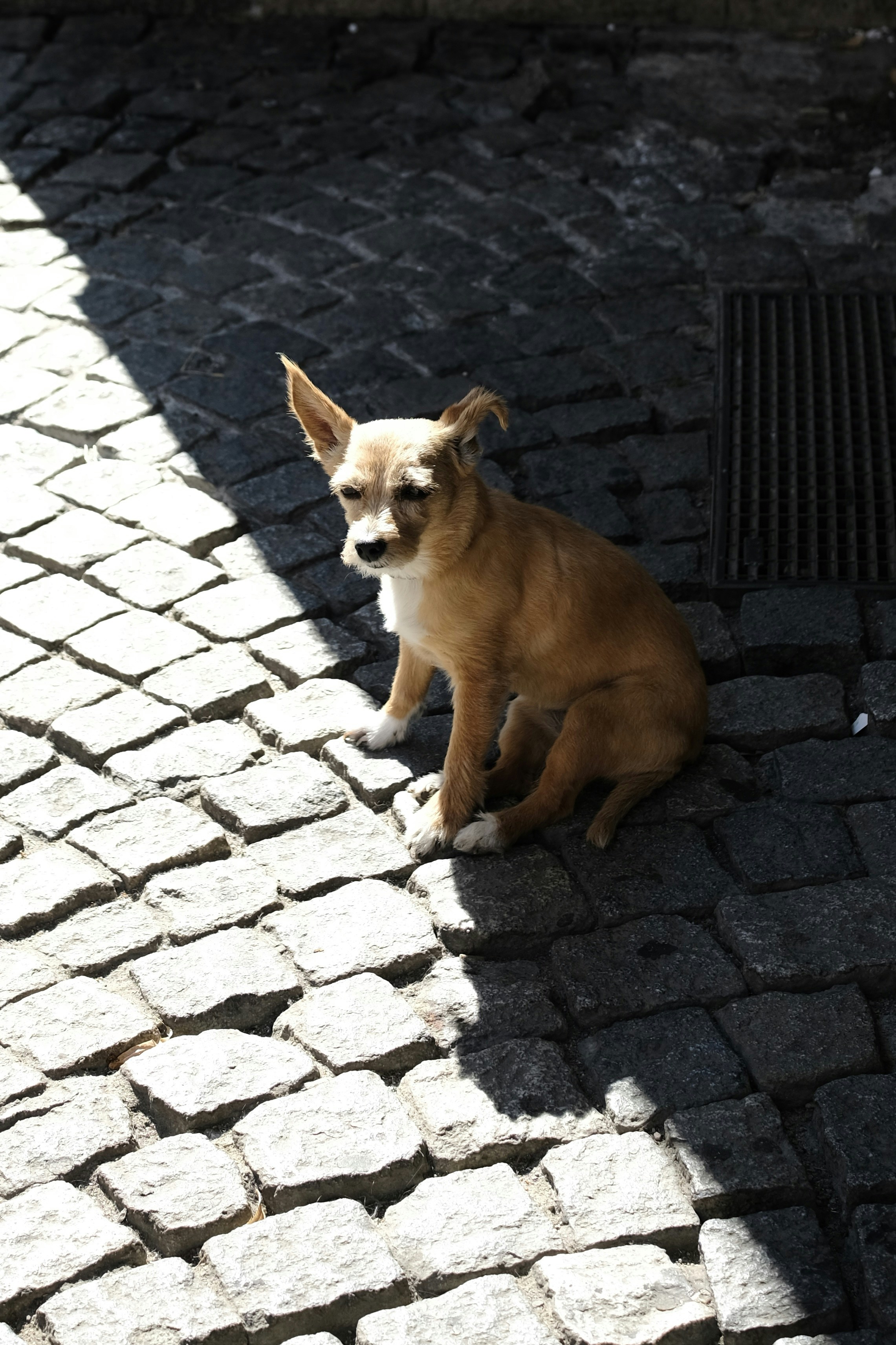 A small dog sits on a cobblestone path. photo – Free Building Image on ...