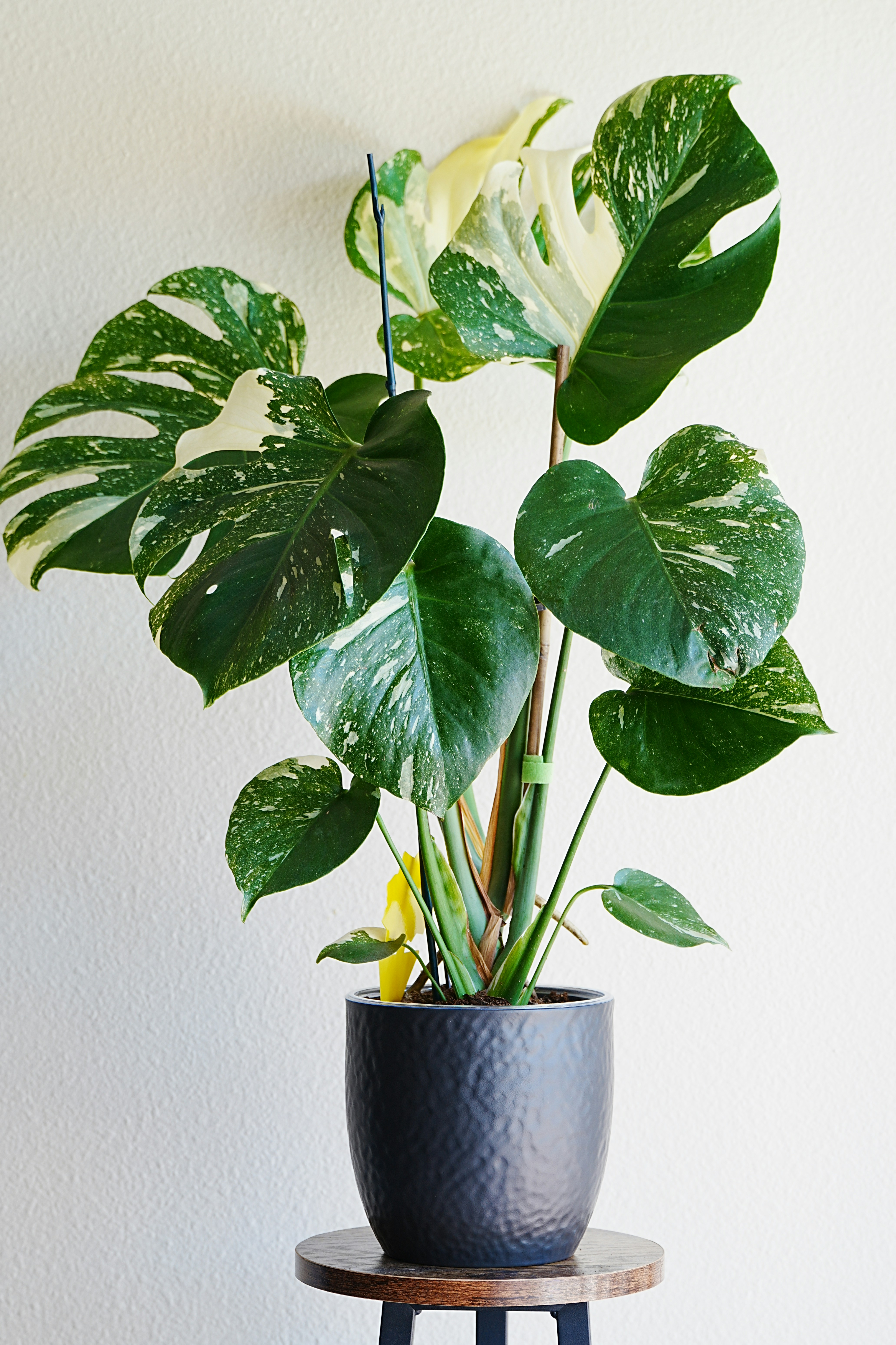 Verdant Elegance: A Monstera's Grace