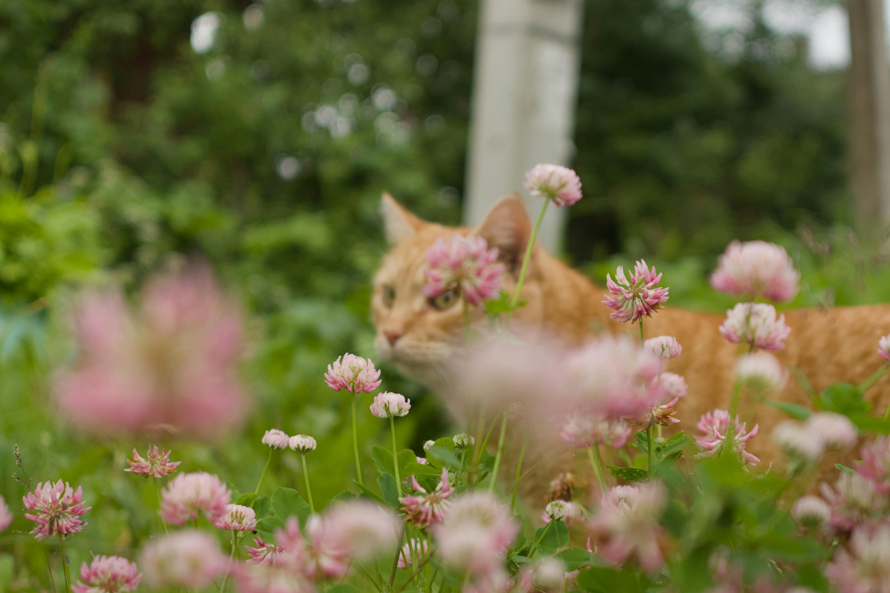 Whiskers Among Blossoms