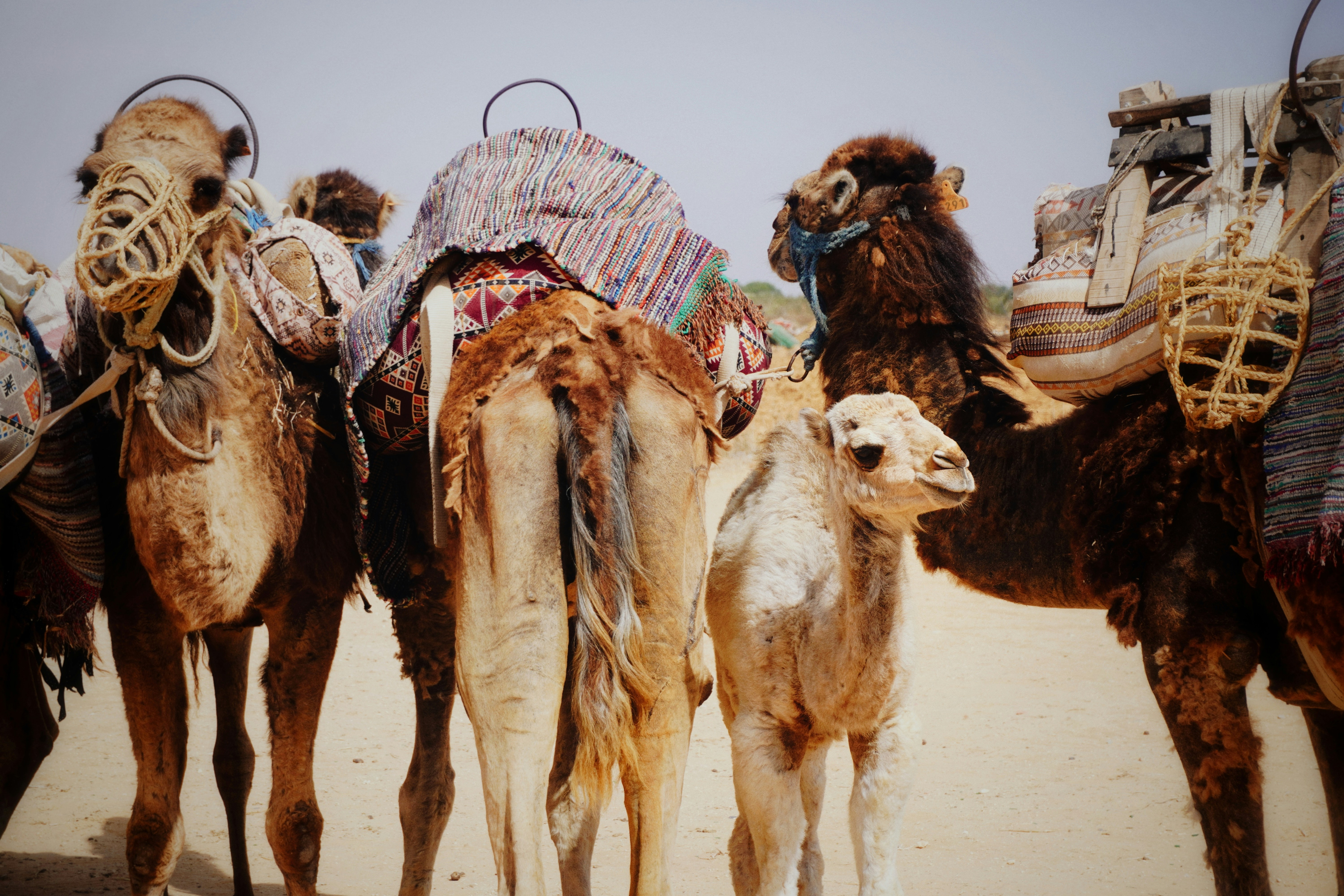 Camel riding | Camels walking in the desert during the day