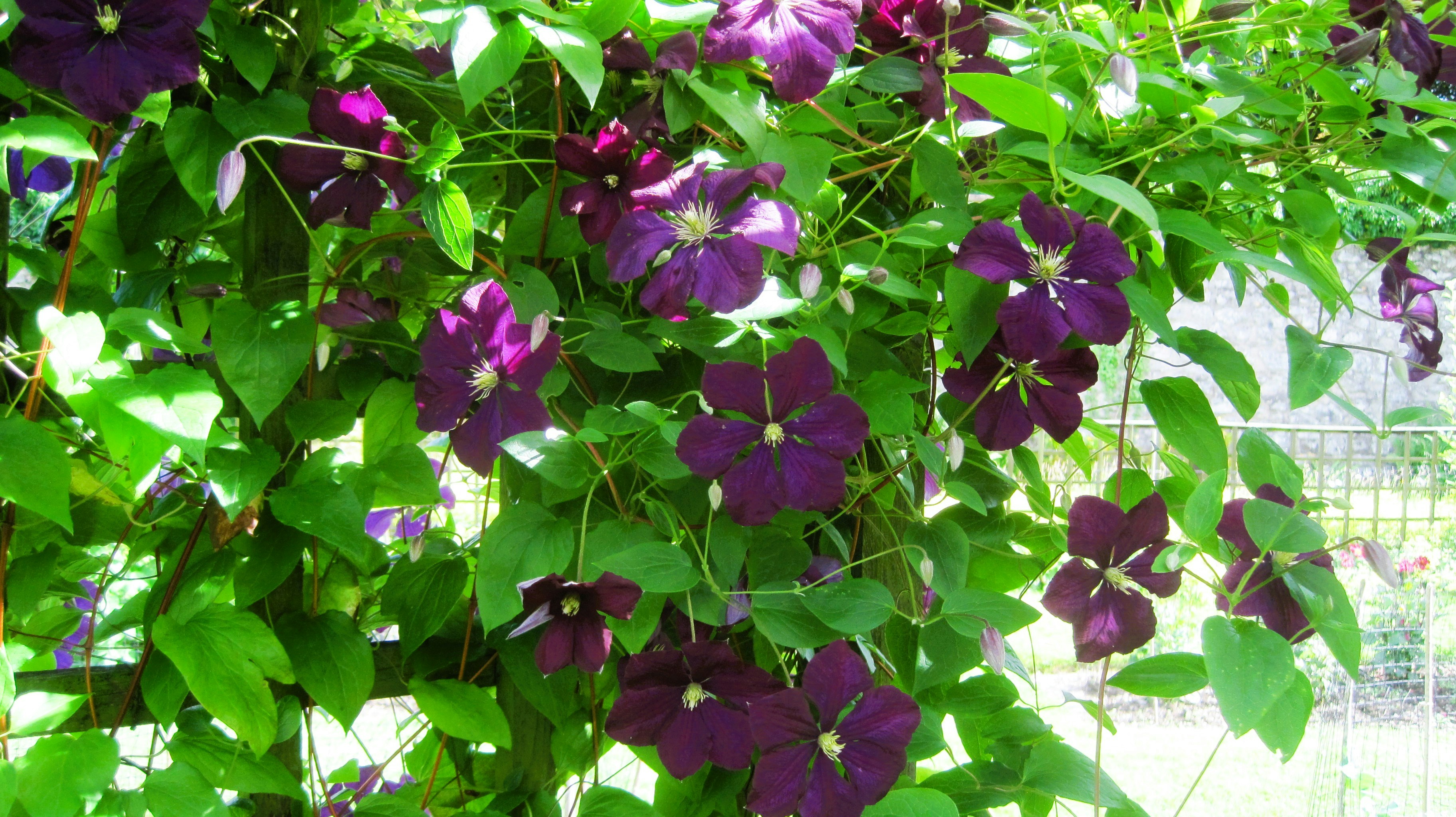 taken july 2nd 2025 | Purple clematis blooms with lush green foliage.