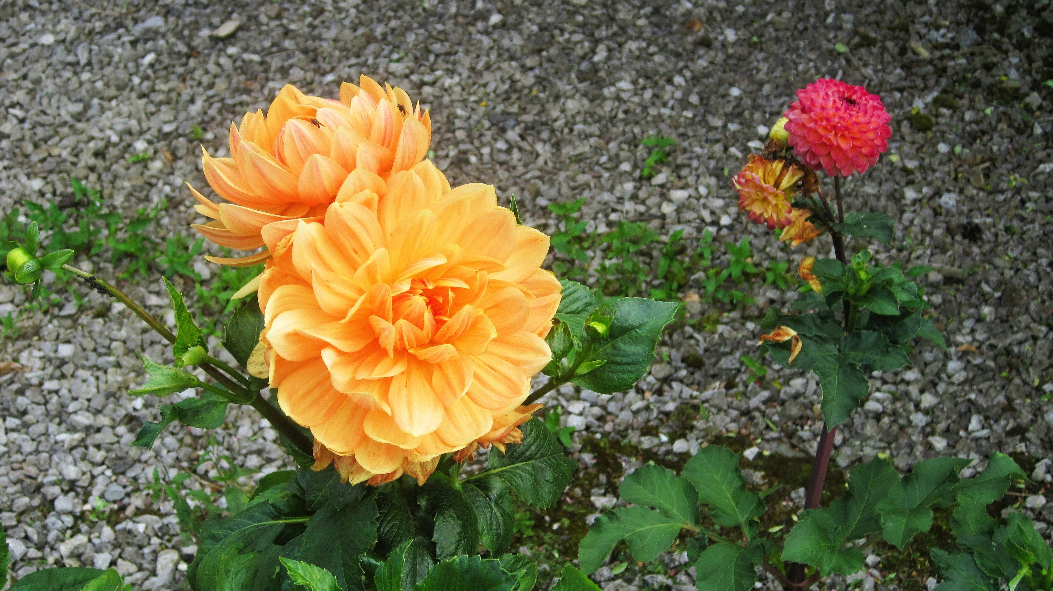 taken july 2nd 2025 | Orange and red dahlias bloom in a garden.