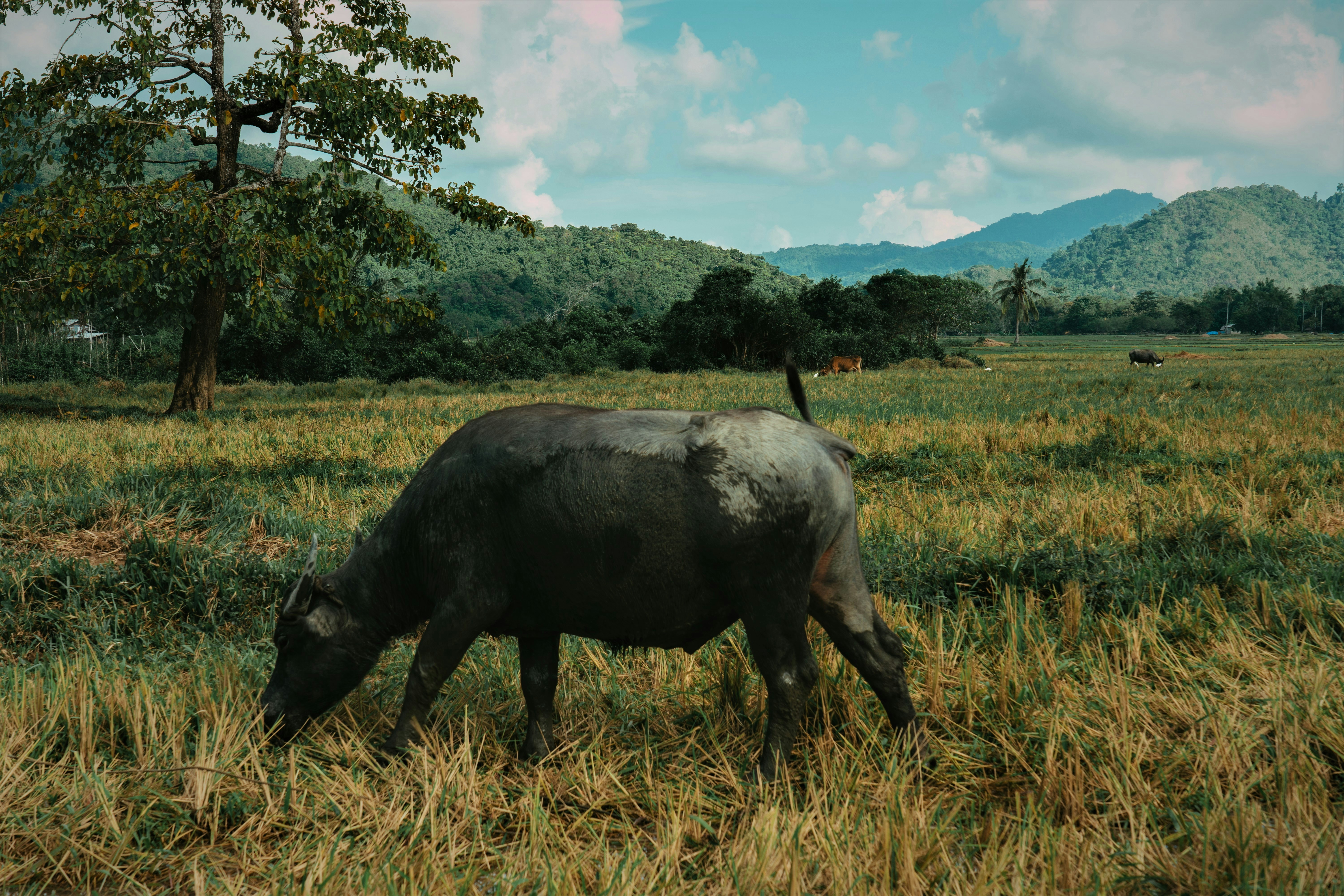 Harmony in the Fields: A Water Buffalo's Journey