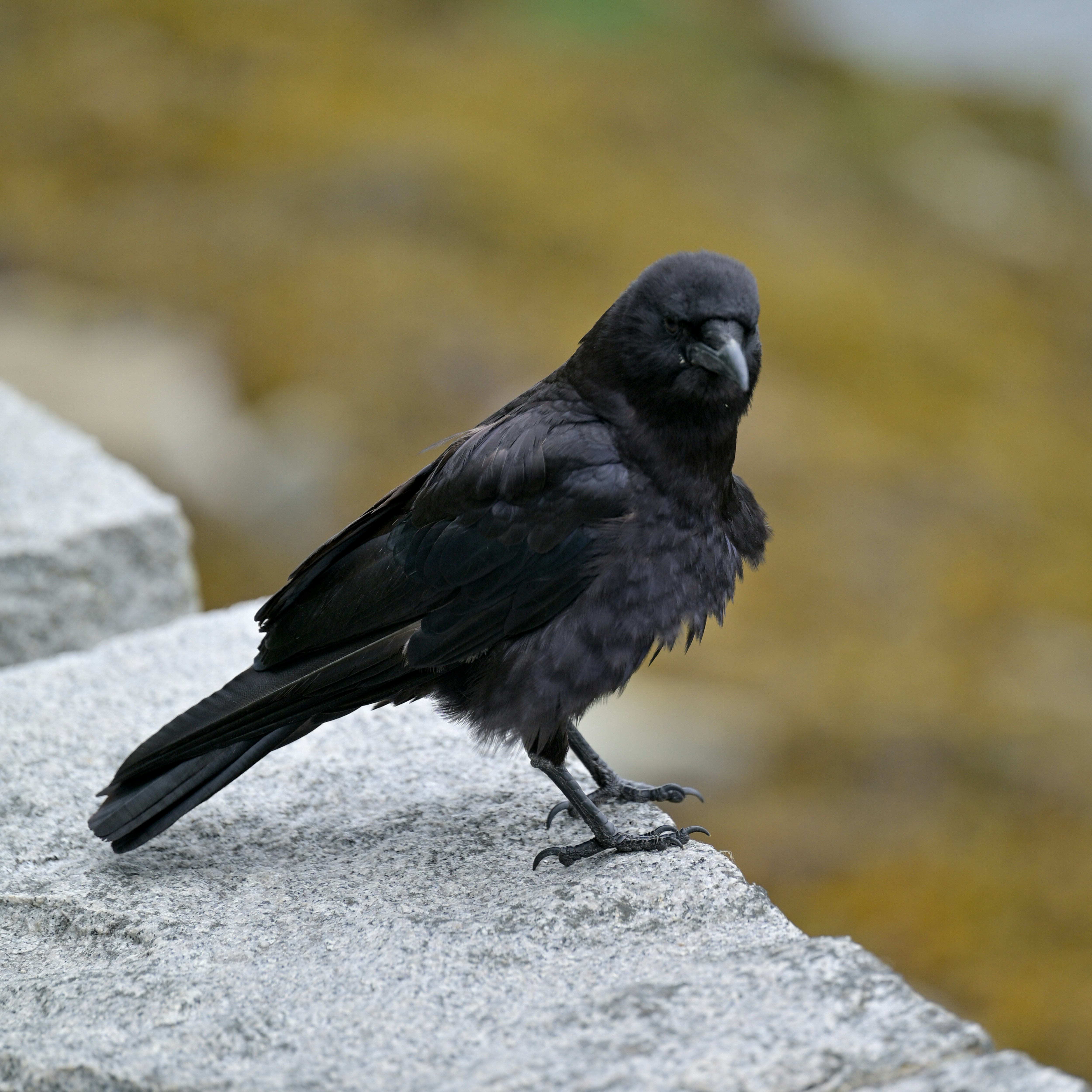 A black crow stands on a grey ledge.